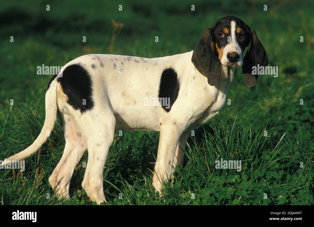 Ariegeois hi-res stock photography and images - Alamy