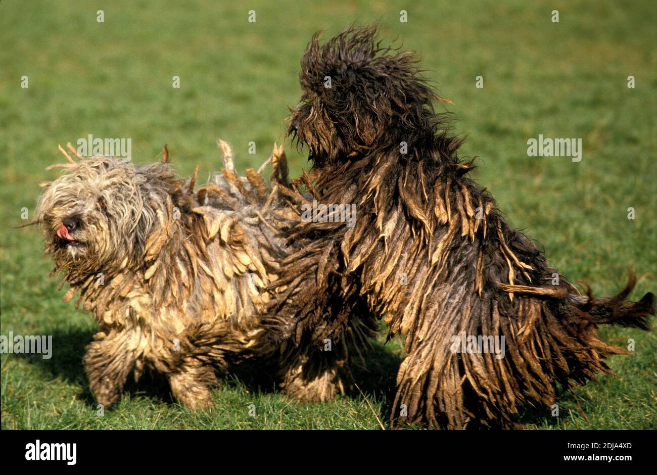 Bergamasco sheepdog hi-res stock photography and images - Alamy