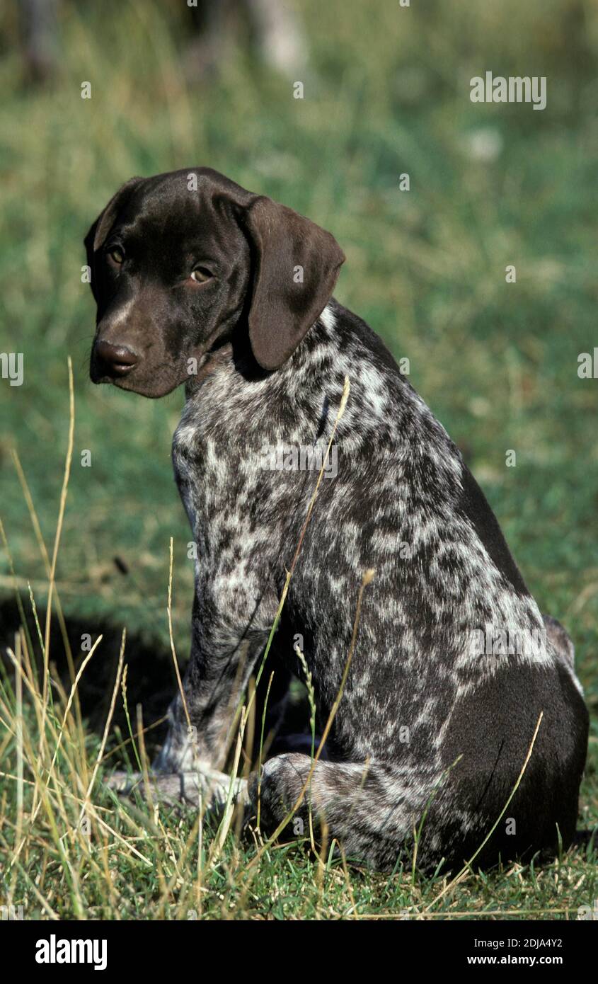 German Short-Haired Pointer Dog, Pup sitting on Grass Stock Photo - Alamy