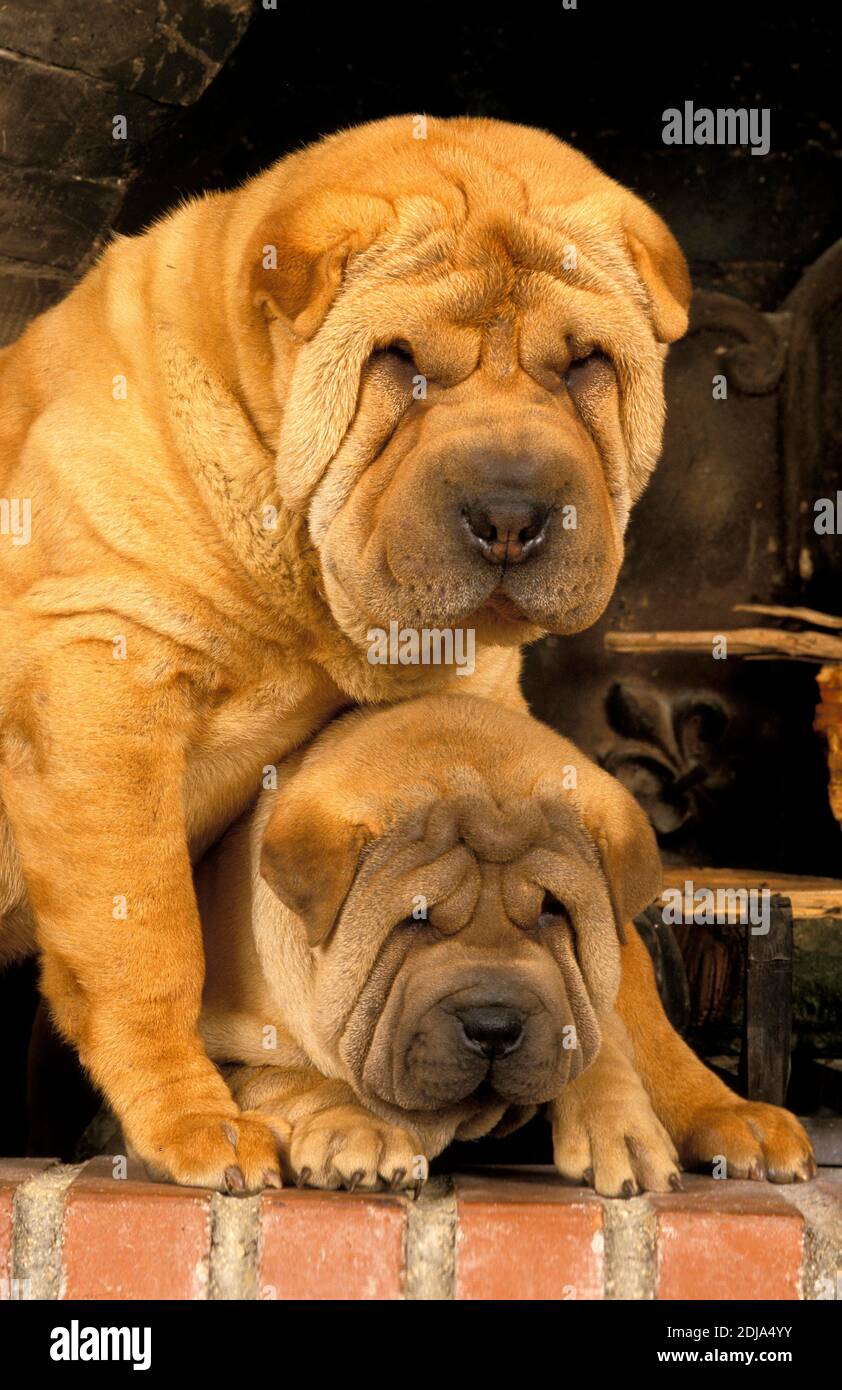 Shar Pei Dog, Mother and Pup Stock Photo - Alamy