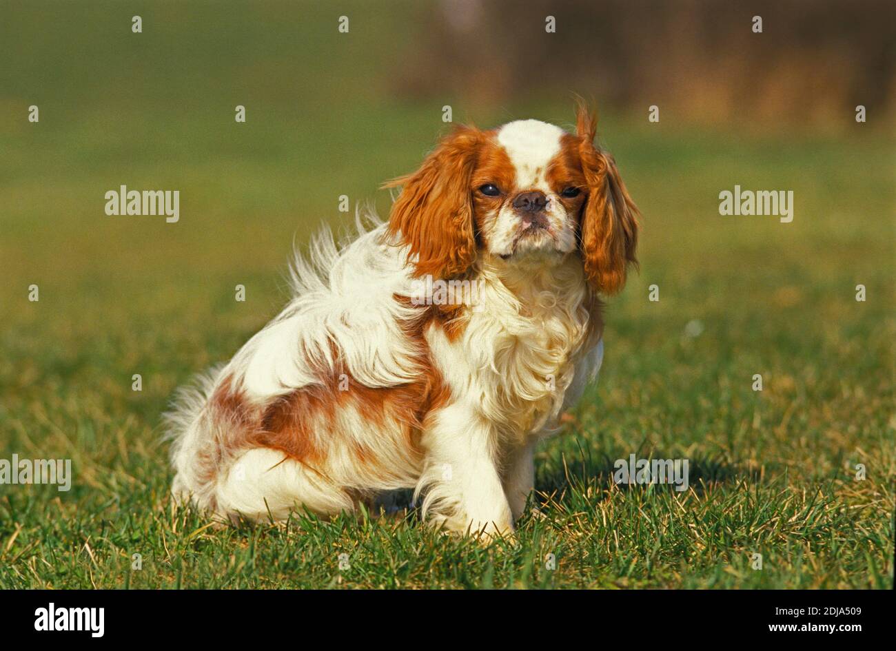 King Charles Spaniel Dog sitting on Grass Stock Photo - Alamy