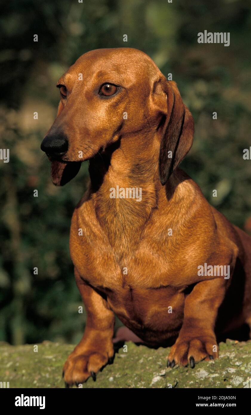 Smooth haired dachshund hi-res stock photography and images - Alamy