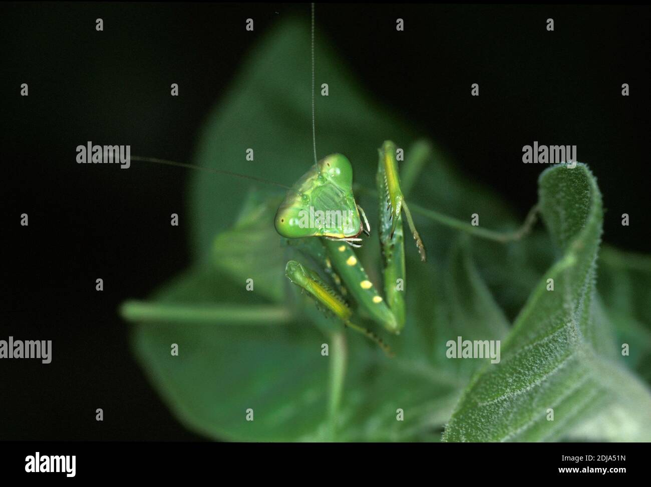 Praying Mantis, Kenya Stock Photo - Alamy