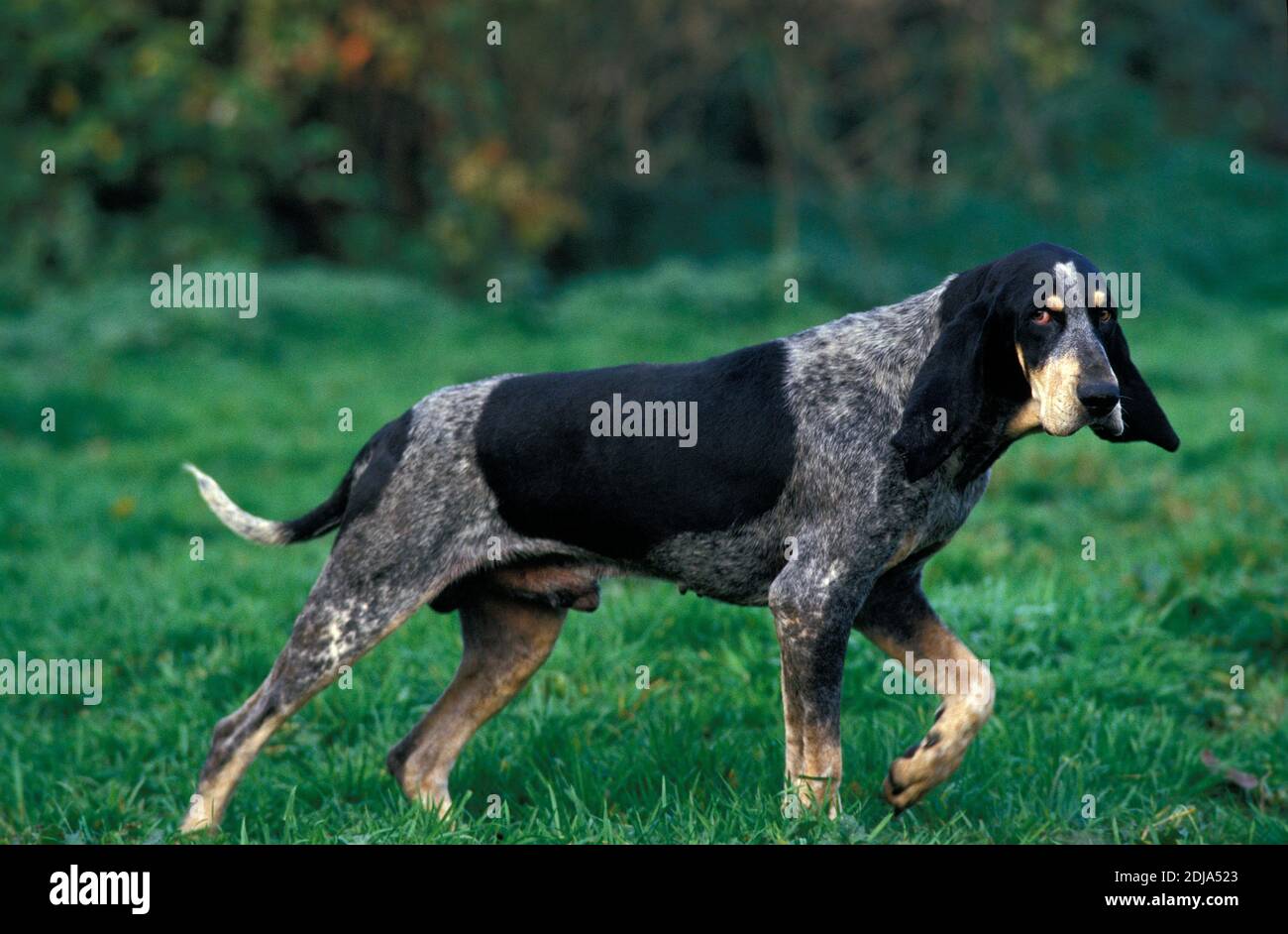 Gascony hound hi-res stock photography and images - Alamy