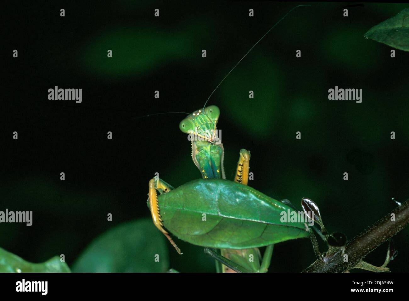 Praying Mantis, Kenya Stock Photo - Alamy