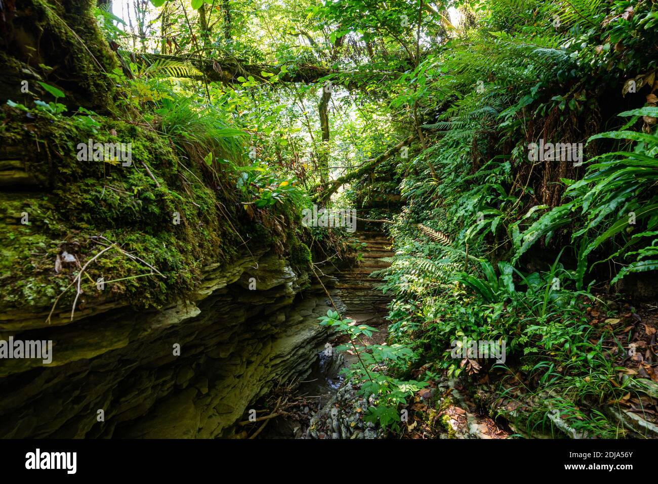 Gap or cleft in ground in mysterious forest. Surroundings of the hiking ...