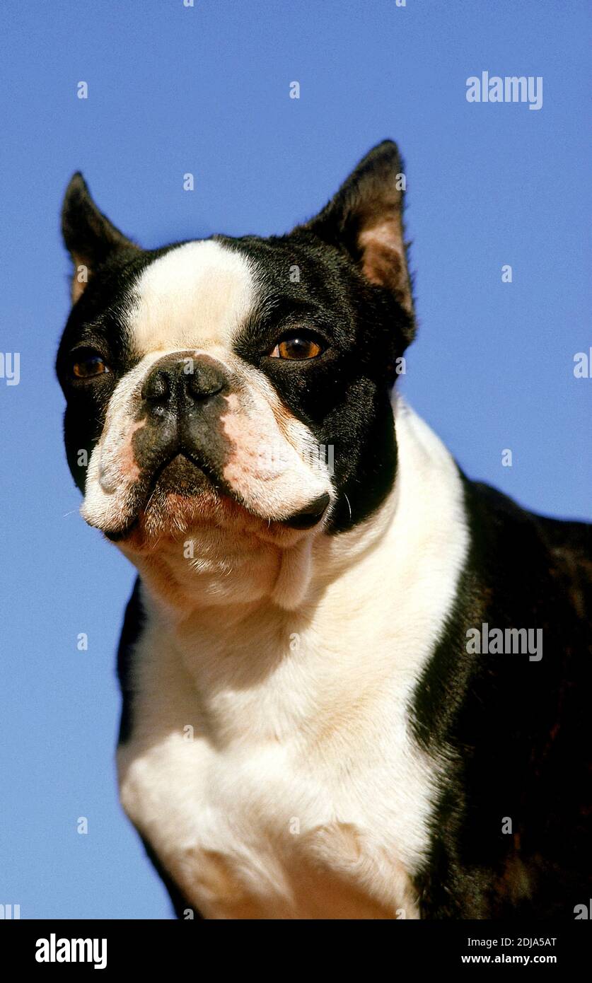 Boston Terrier Dog (Old Standard Breed with Cut Ears Stock Photo - Alamy