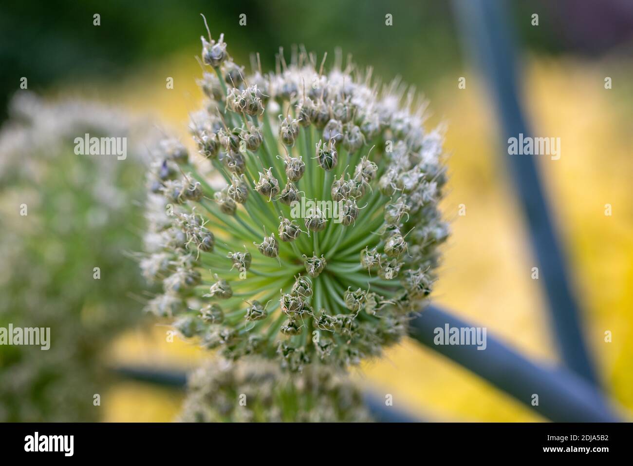 Beautiful White Allium circular globe shaped flowers Stock Photo - Alamy