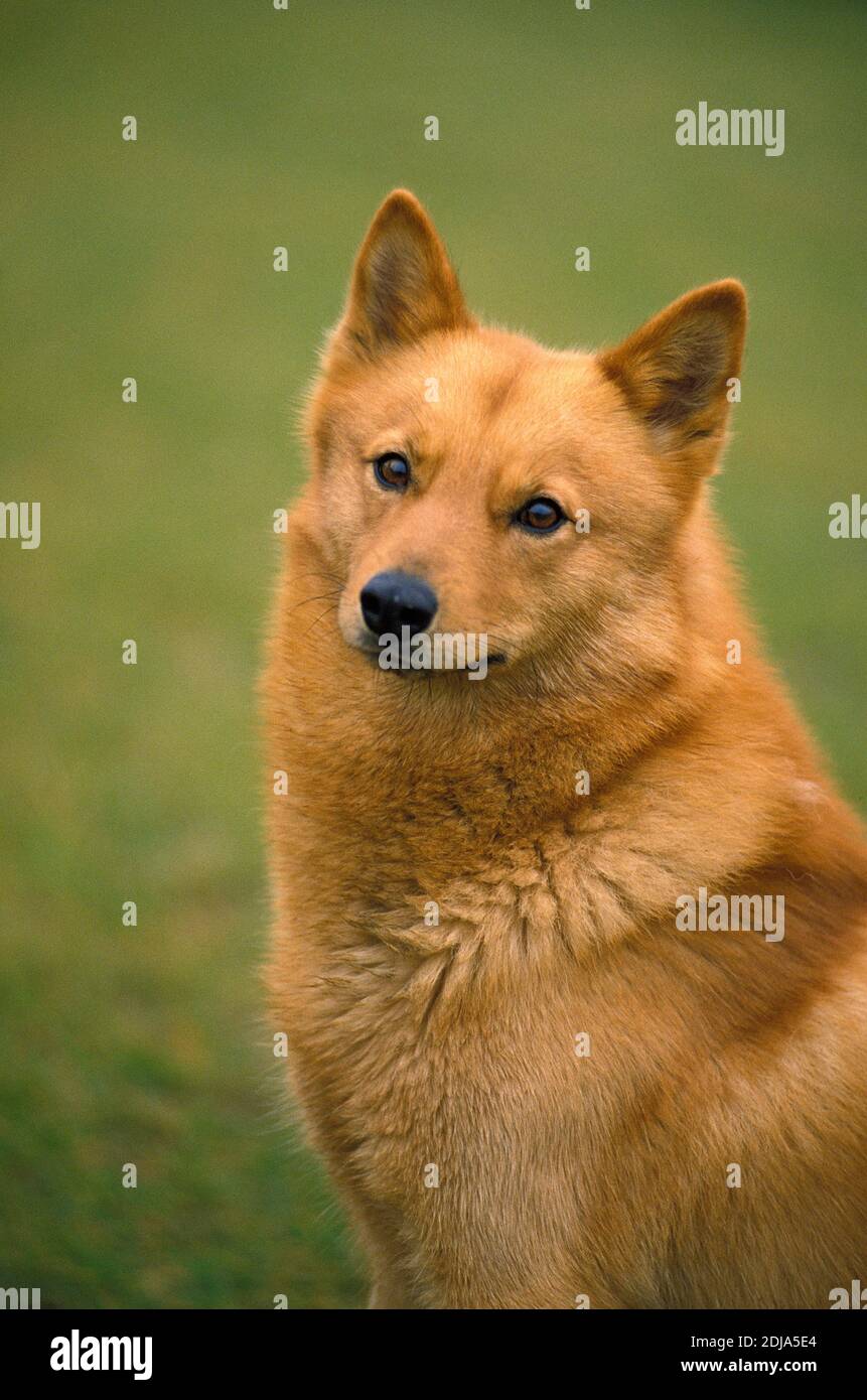 Finnish Spitz, Portrait of Adult Stock Photo - Alamy