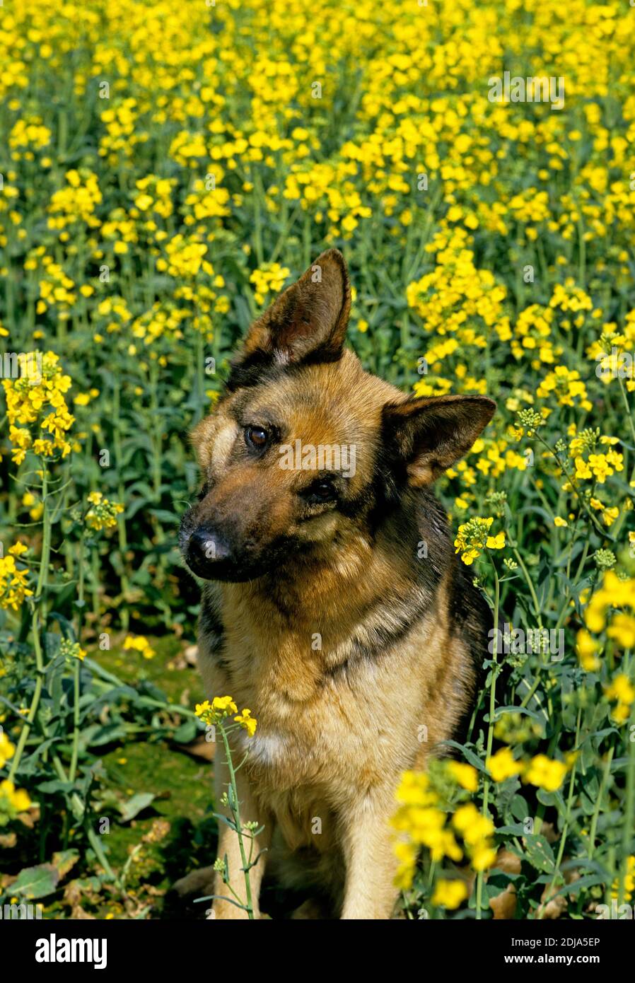 German Shepherd Dog standing in Canola Field Stock Photo - Alamy