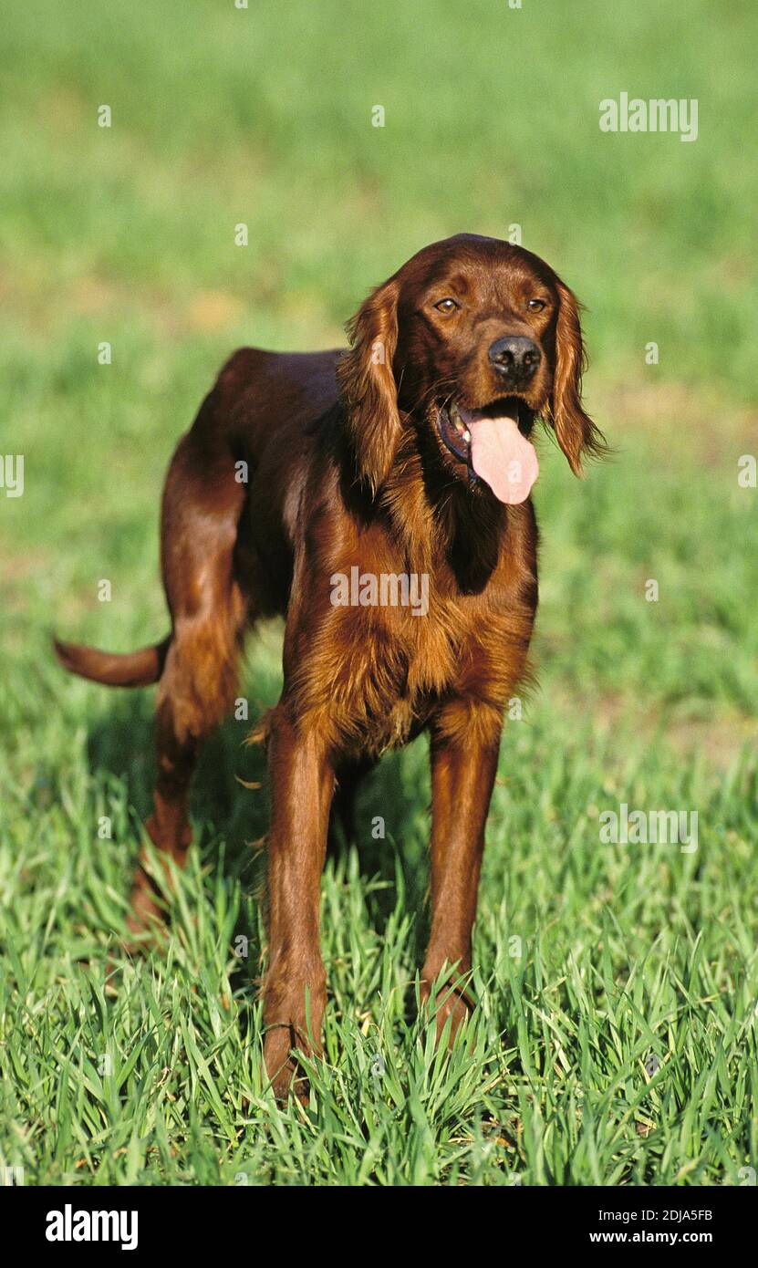 Irish Setter or Red Setter, Dog standing on Grass with Tongue out Stock ...