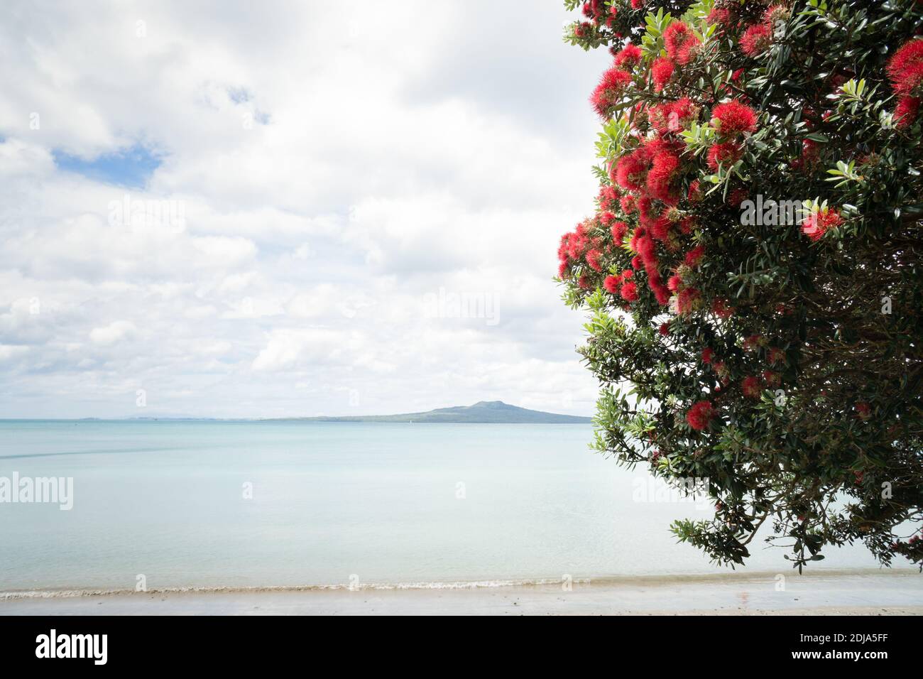The Pohutukawa tree which is also called the New Zealand Christmas tree ...