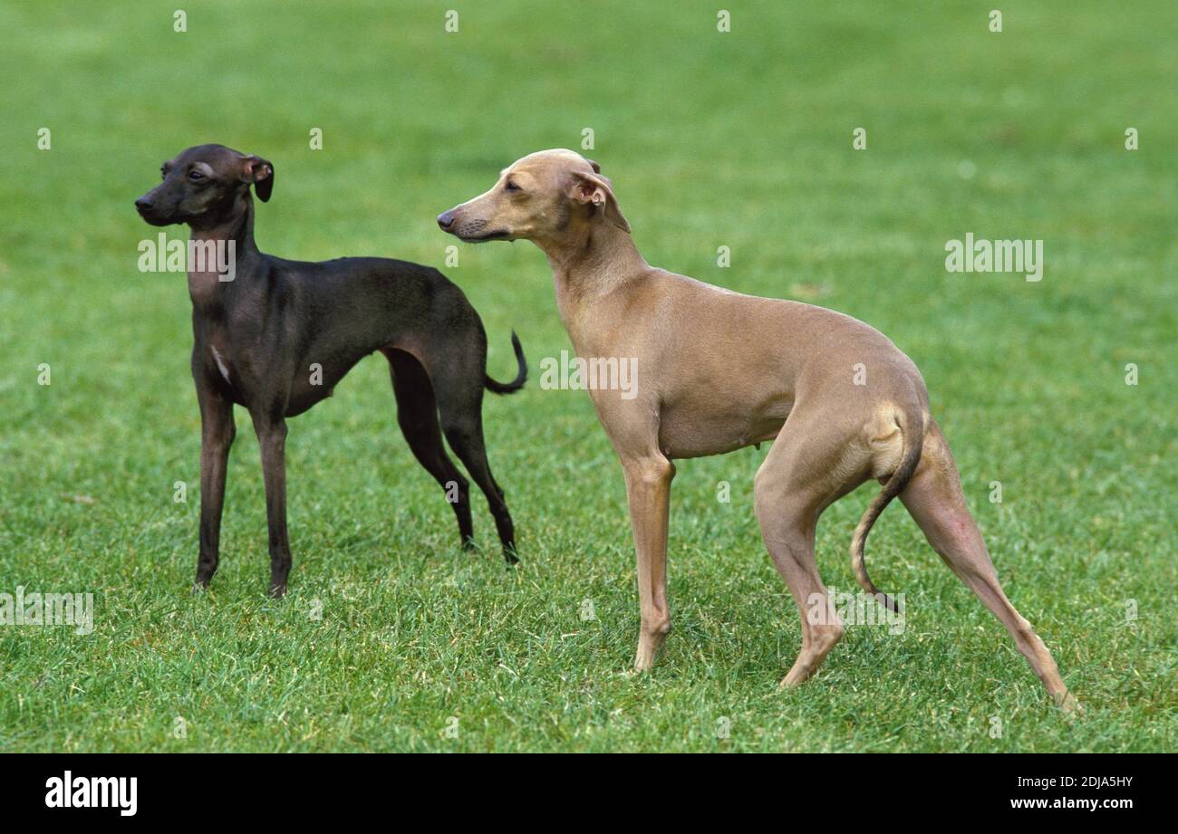 Italian Greyhound, Dog standing on Lawn Stock Photo - Alamy