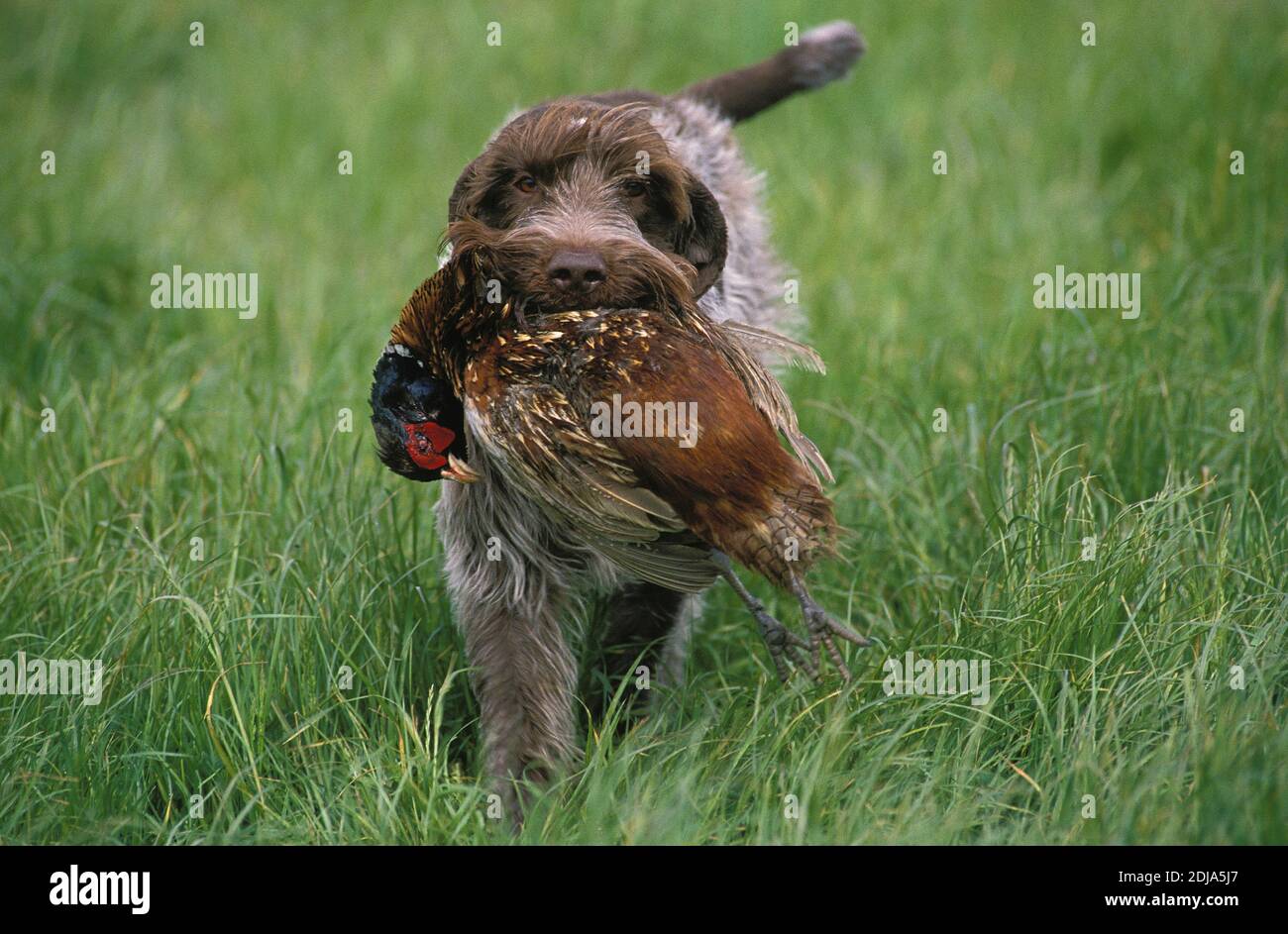 Korthal Dog or Wire-Haired Griffon Dog hunting Common Pheasant Stock ...