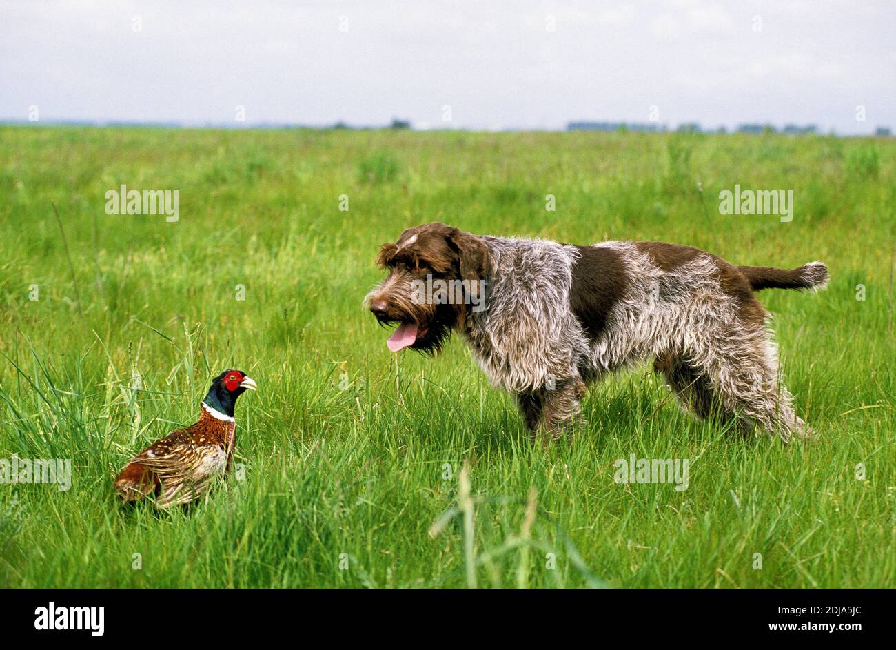 Korthal dog hi-res stock photography and images - Alamy