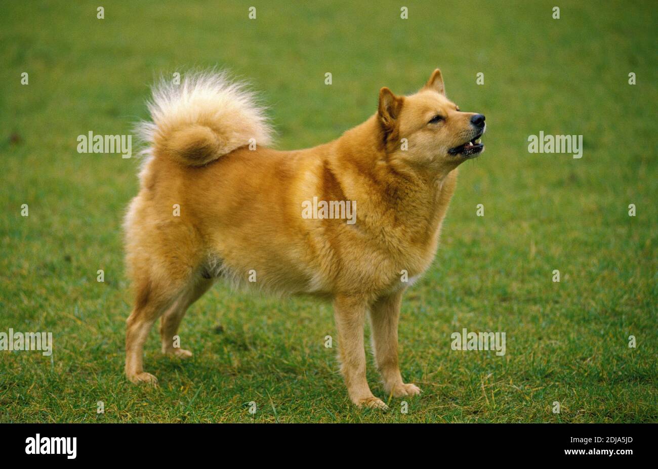 Finnish Spitz, Dog standing on Lawn Stock Photo - Alamy