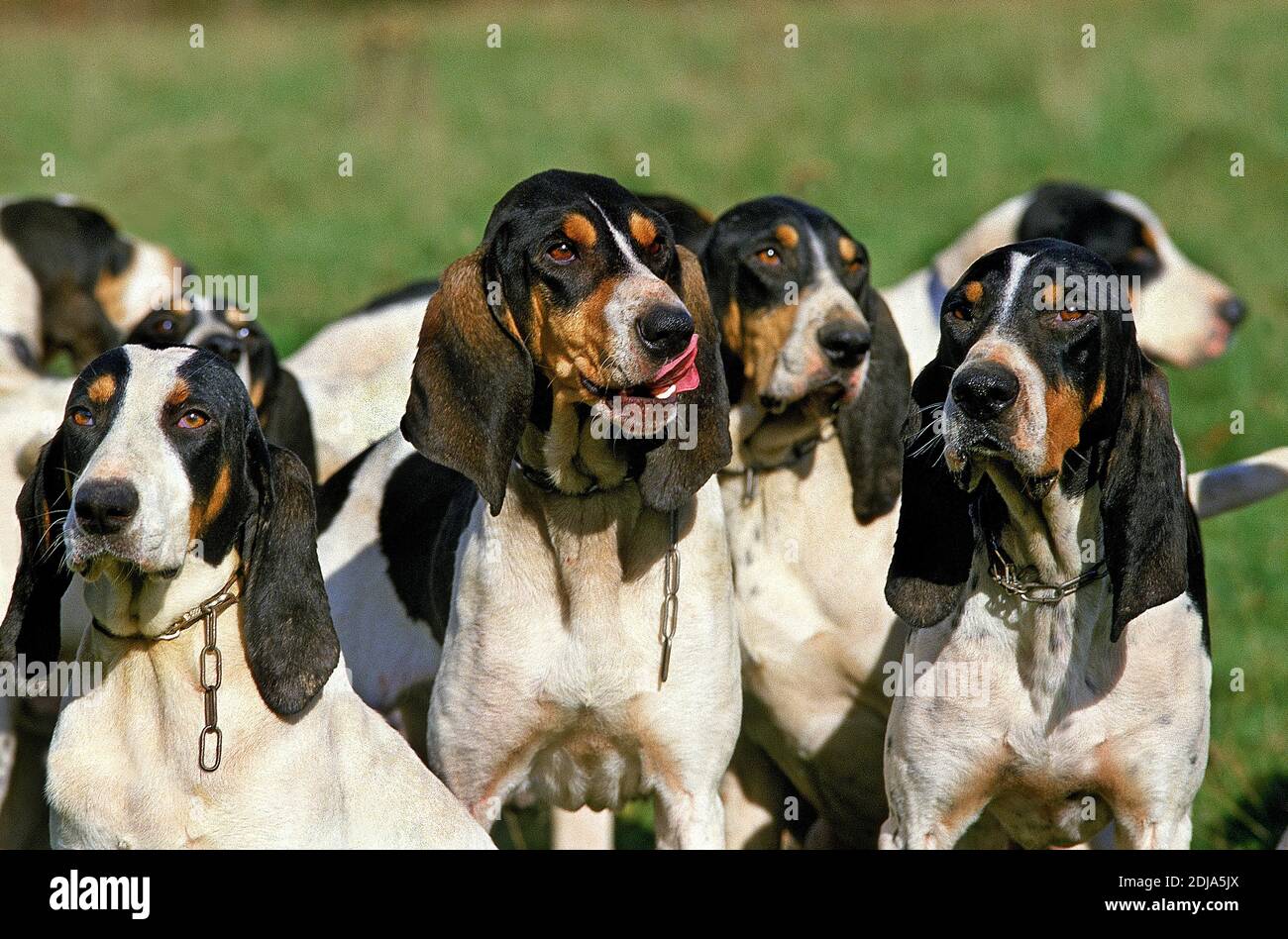 Ariegeois dog hi-res stock photography and images - Alamy