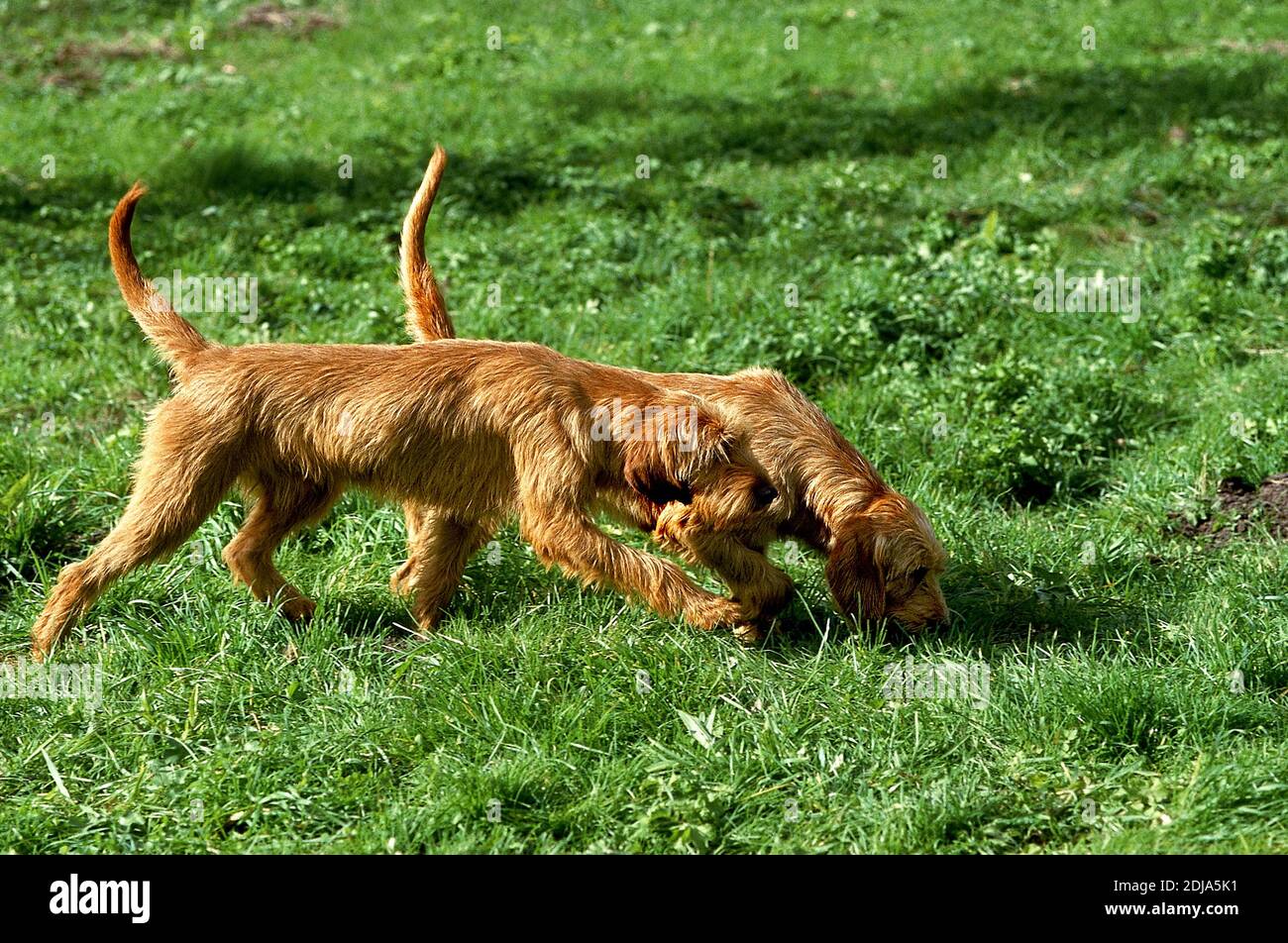 Griffon fauve de bretagne hi-res stock photography and images - Alamy