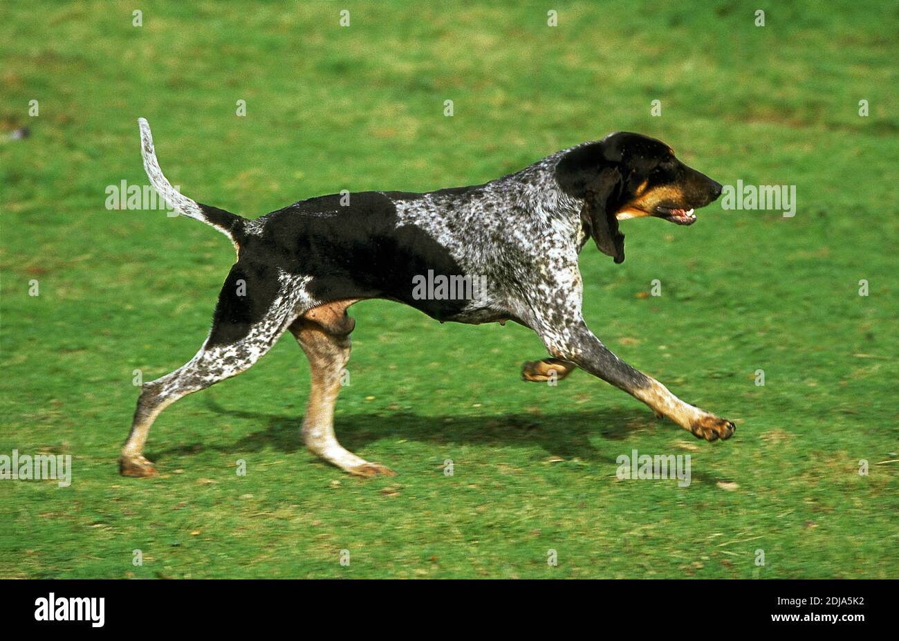 Gascony hound hi-res stock photography and images - Alamy