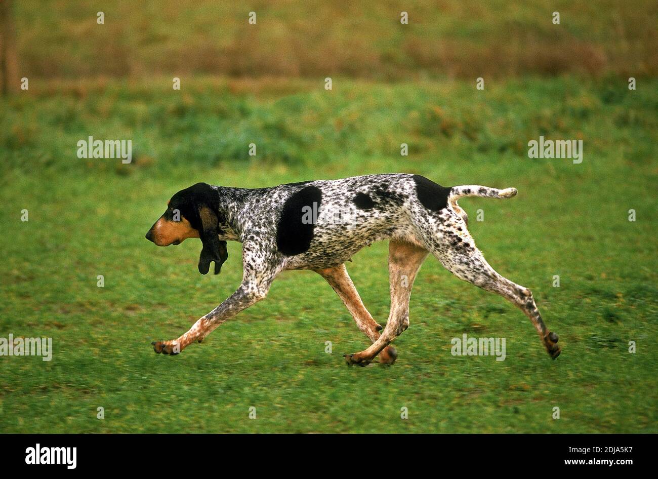 Small gascon saintongeois dog walking on grass hi-res stock photography ...