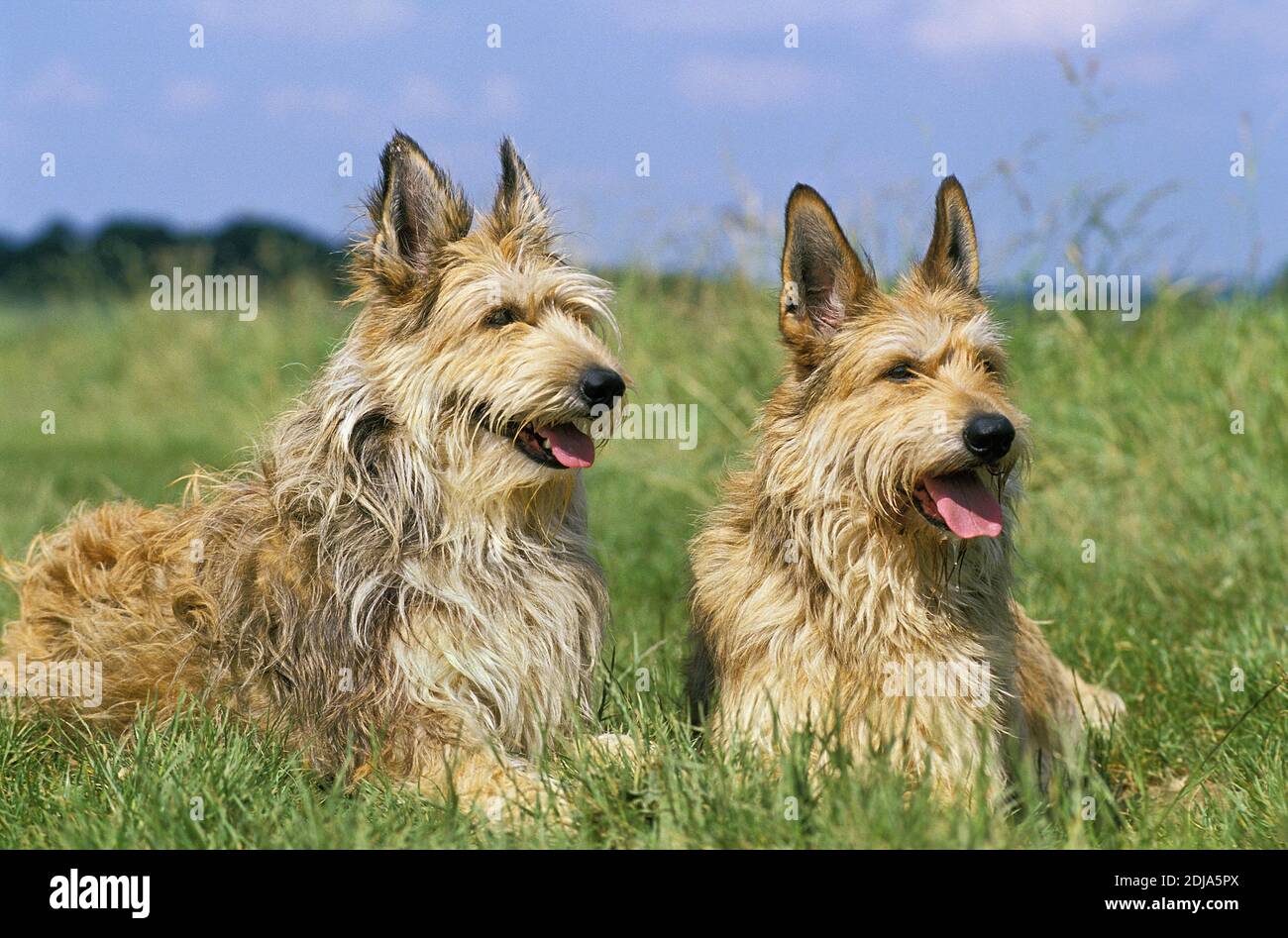 Picardy Shepherd Dog laying on Grass Stock Photo - Alamy
