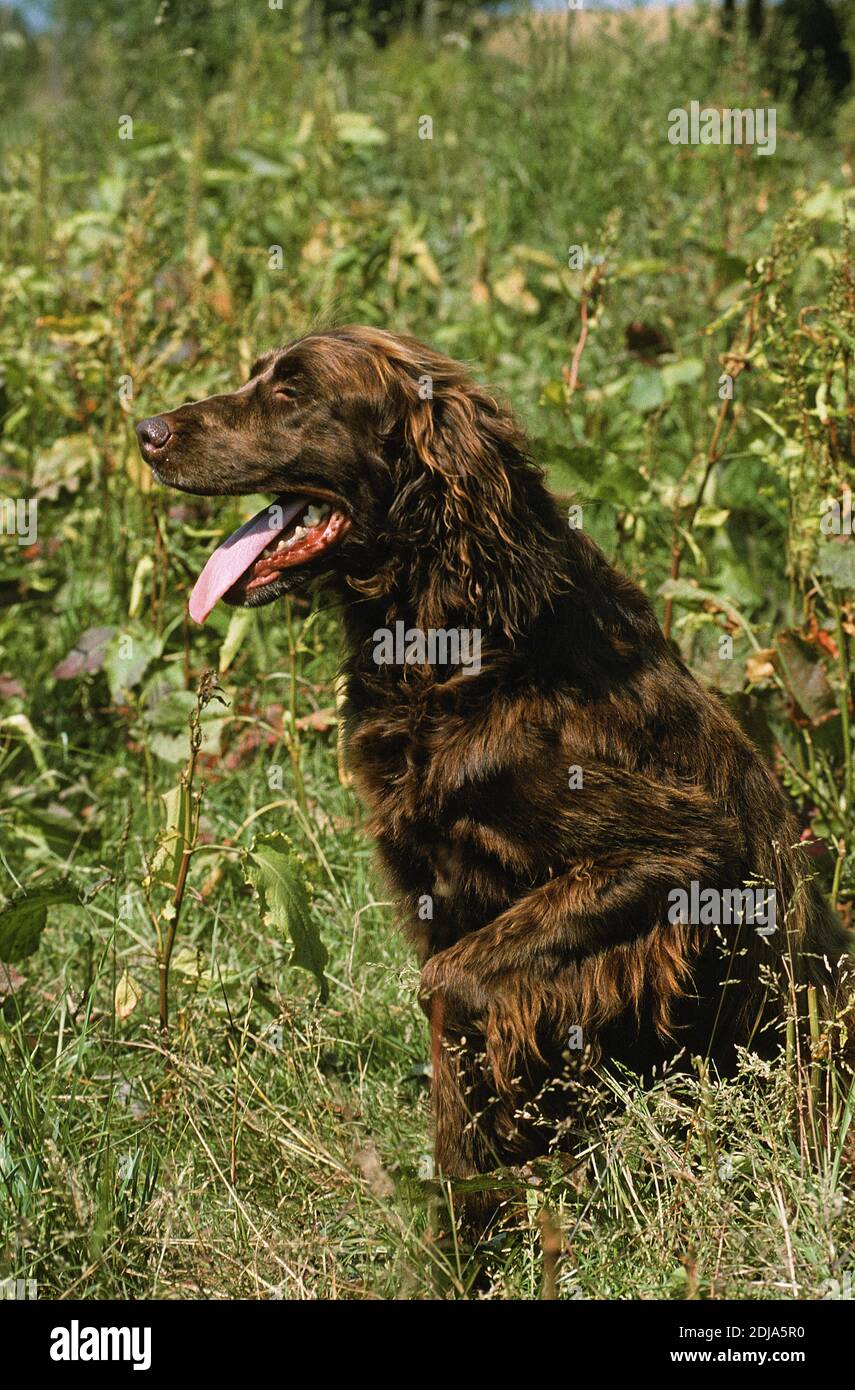 German longhaired pointer hi-res stock photography and images - Alamy