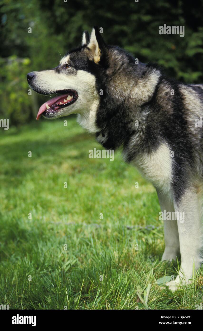 Alaskan Malamute Dog standing on Grass Stock Photo - Alamy