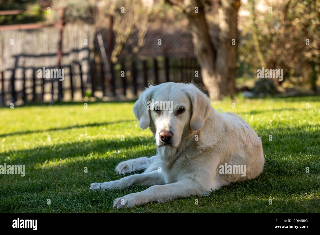 beautiful golden retriever on green grass in garden Stock Photo - Alamy