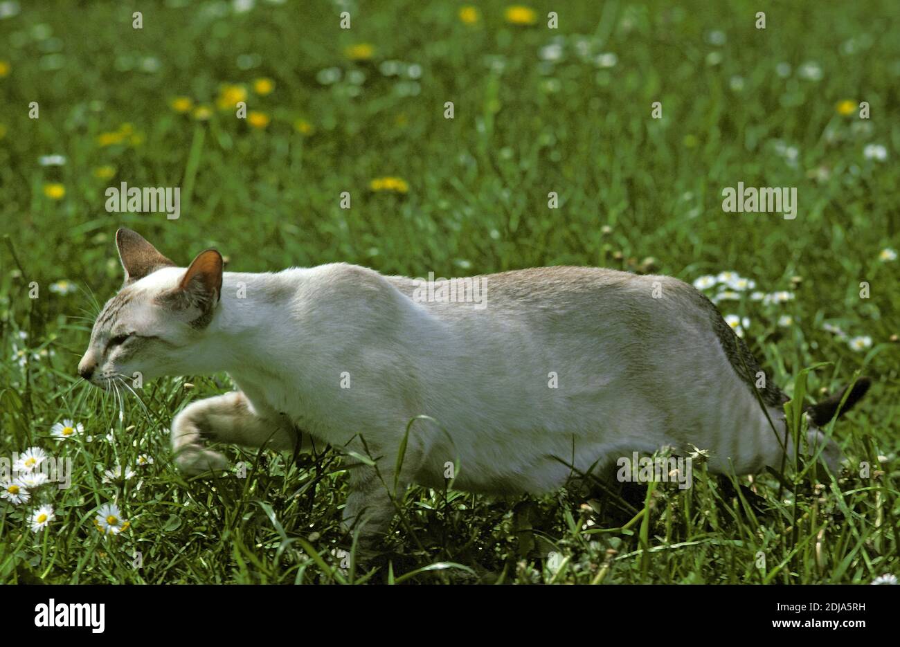Tabby Point Siamese Domestic Cat Hunting Stock Photo - Alamy
