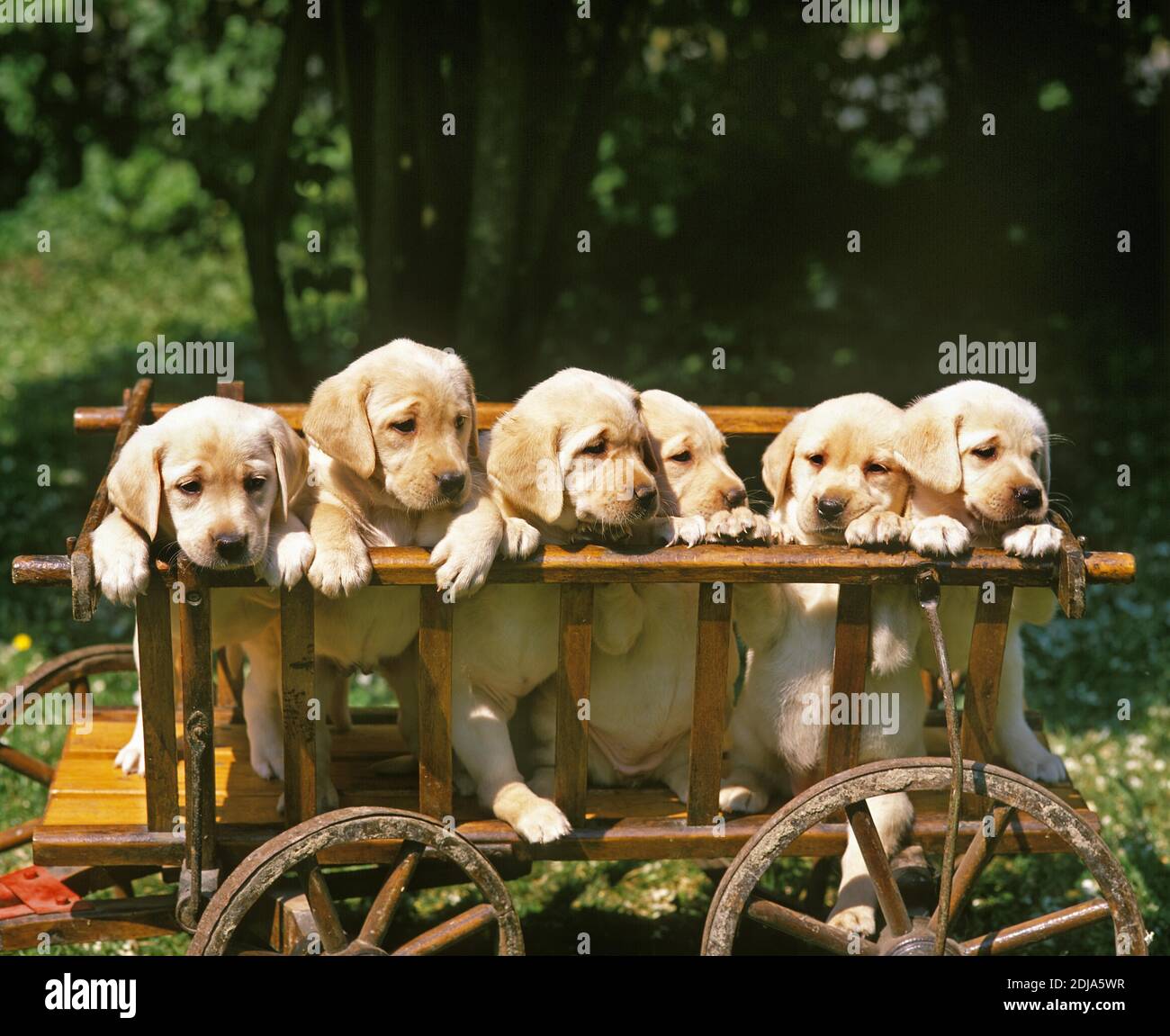 Yellow Labrador Retriever Dog, Pup standing in Cart Stock Photo - Alamy