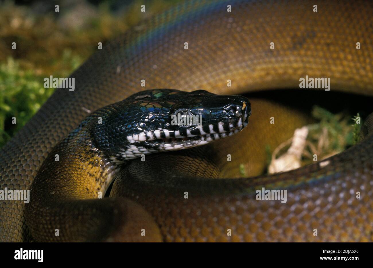 White Lipped Python, liasis albertisi Stock Photo - Alamy