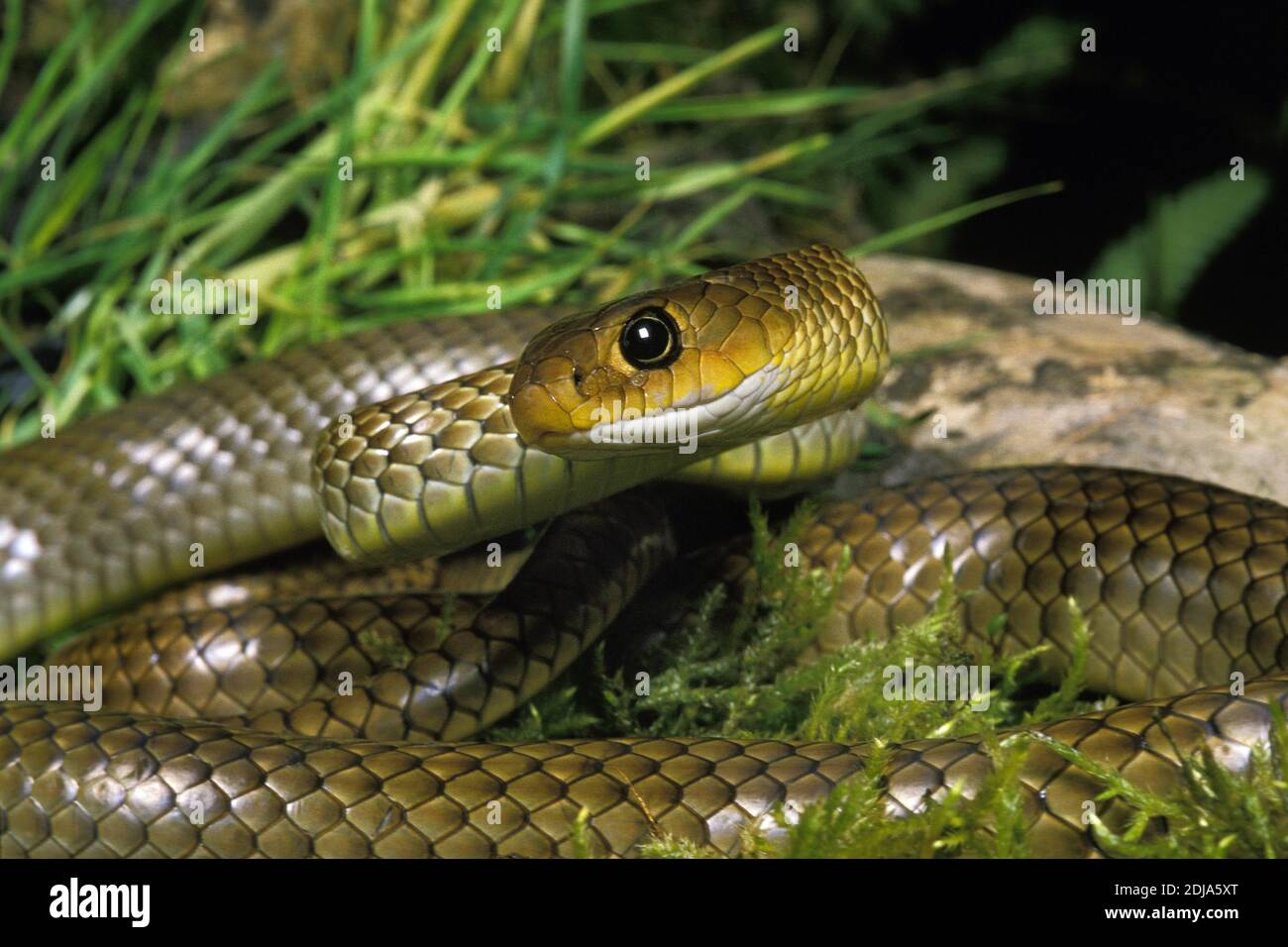 Indo Chinese Rat Snake High Resolution Stock Photography and Images - Alamy