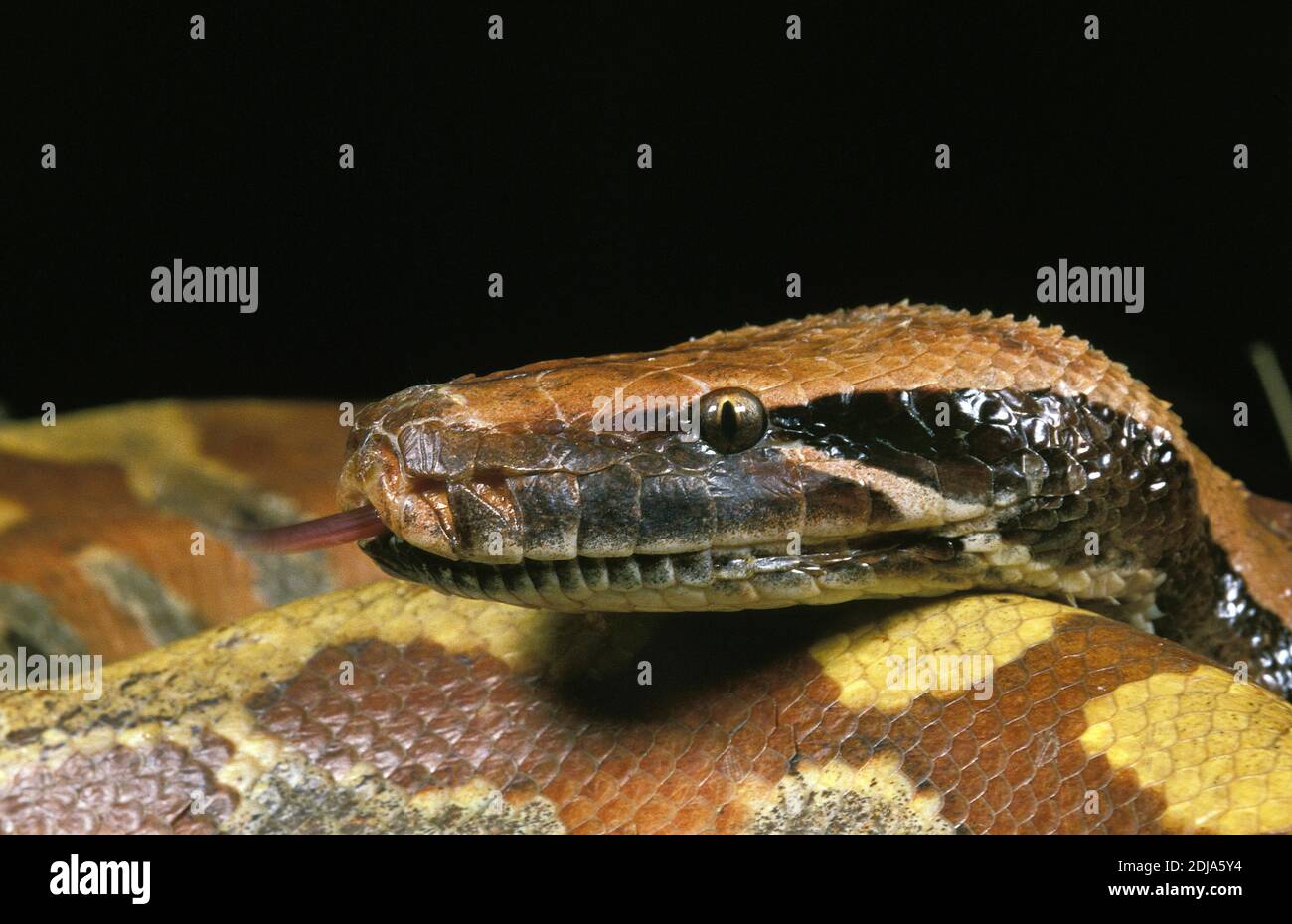Blood python python curtus hi-res stock photography and images - Alamy
