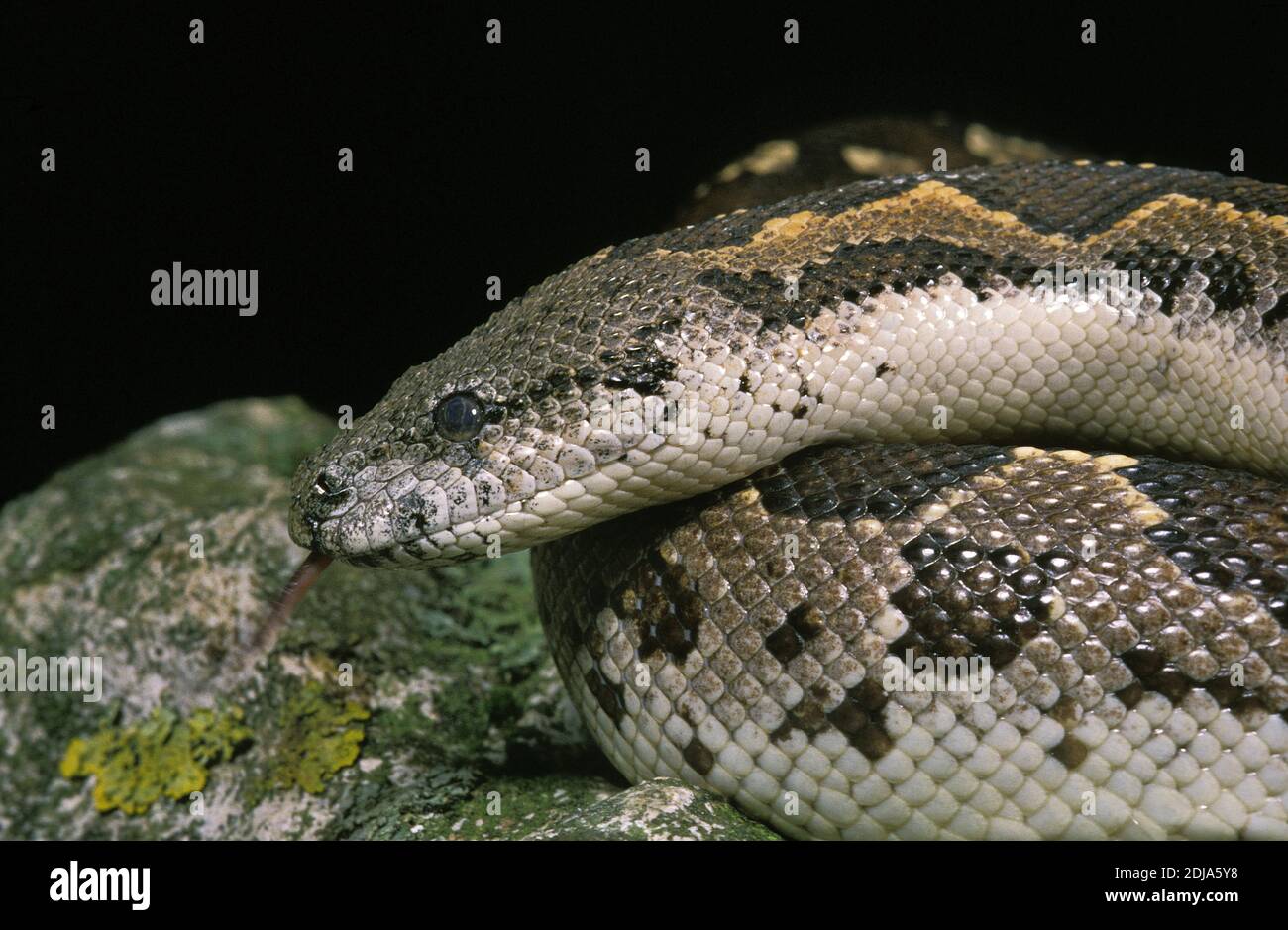 Python sp hi-res stock photography and images - Alamy