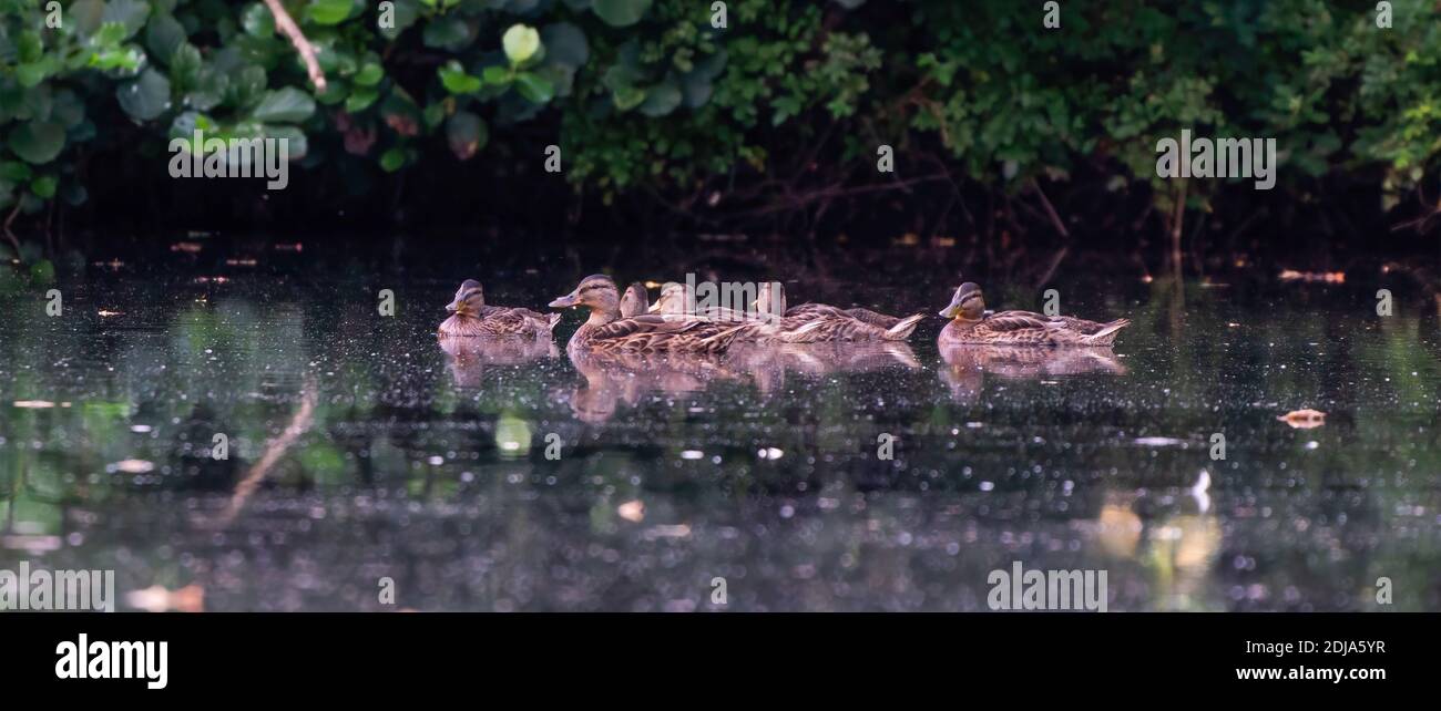 Little ducklings in a river at sunrise. Wild duck with a brood in a ...