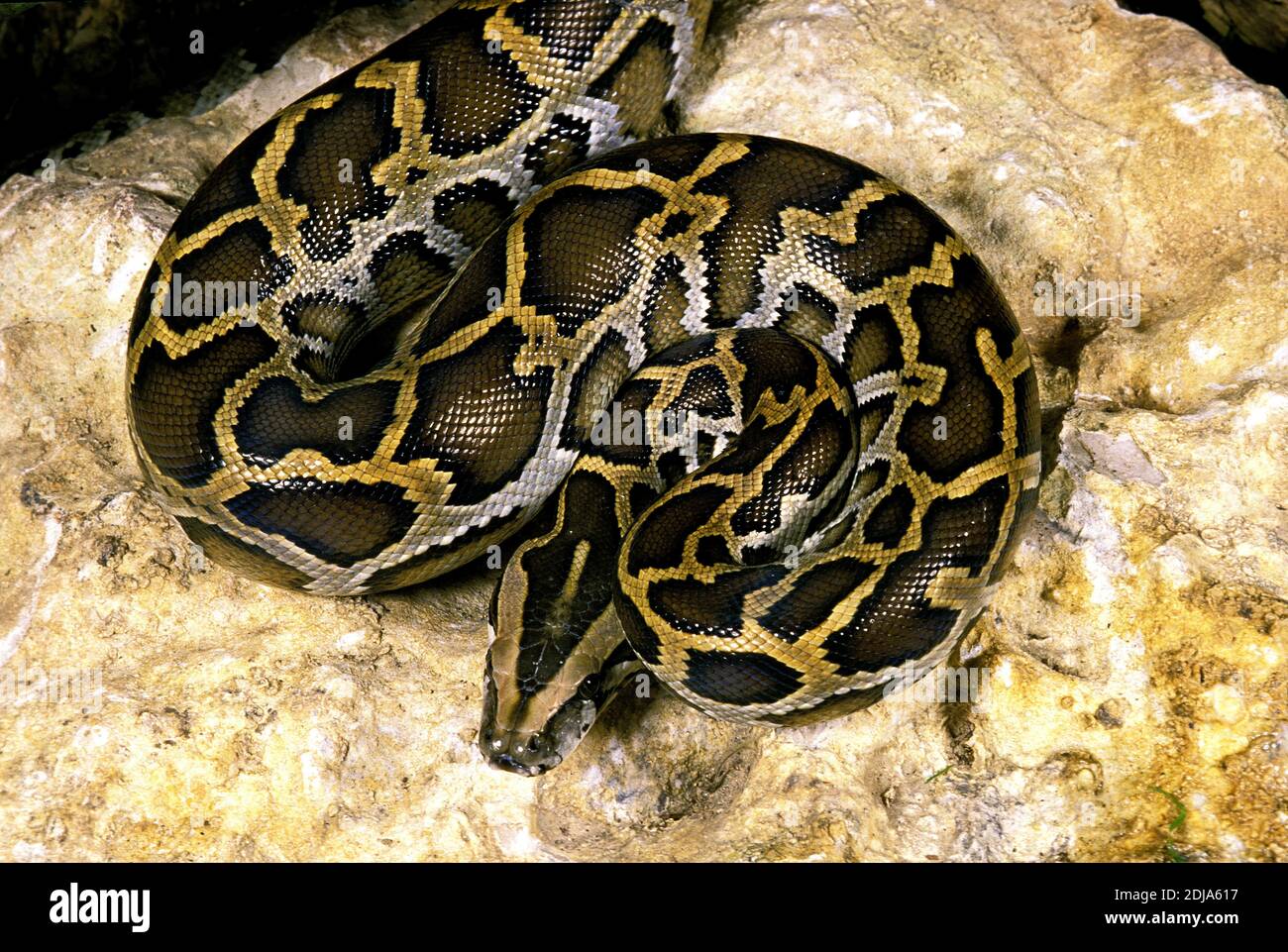 Indian Python, python molurus Stock Photo - Alamy Indian Python, python molurus Stock Photo - Alamy