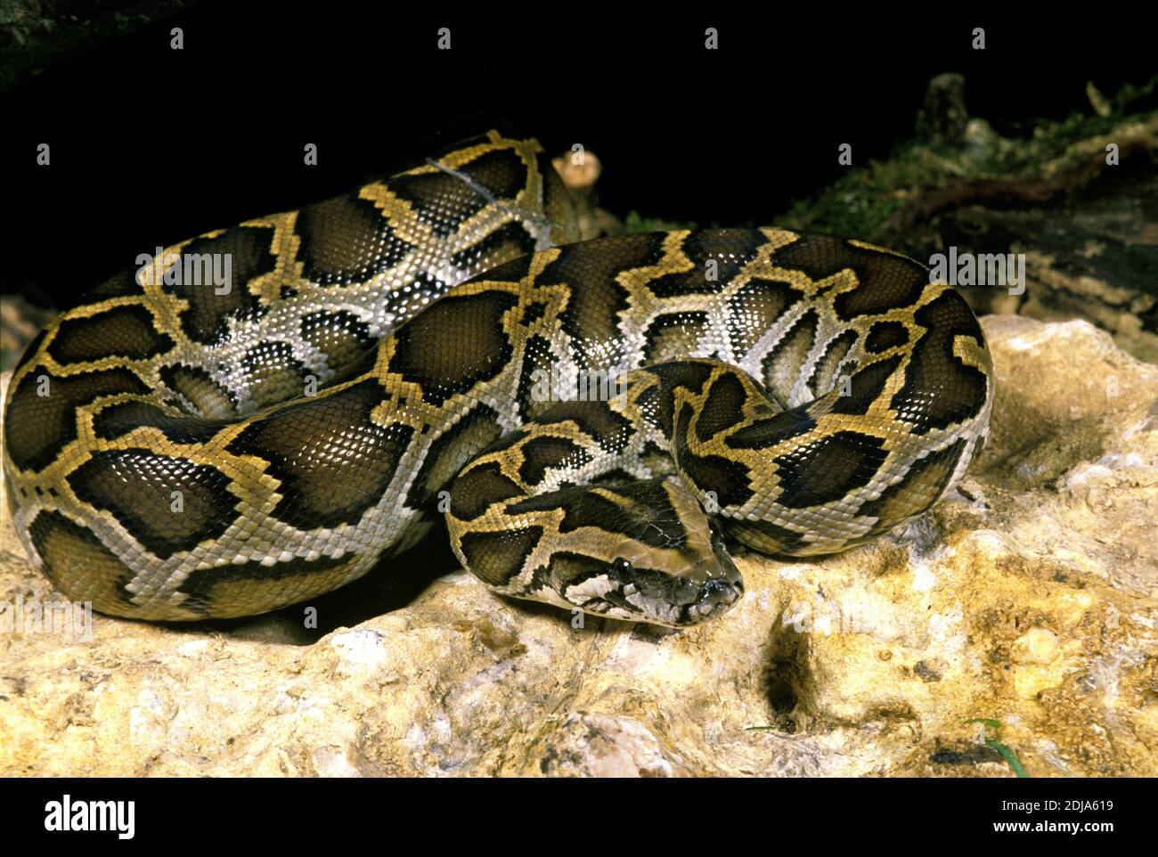 Indian Python, python molurus Stock Photo - Alamy