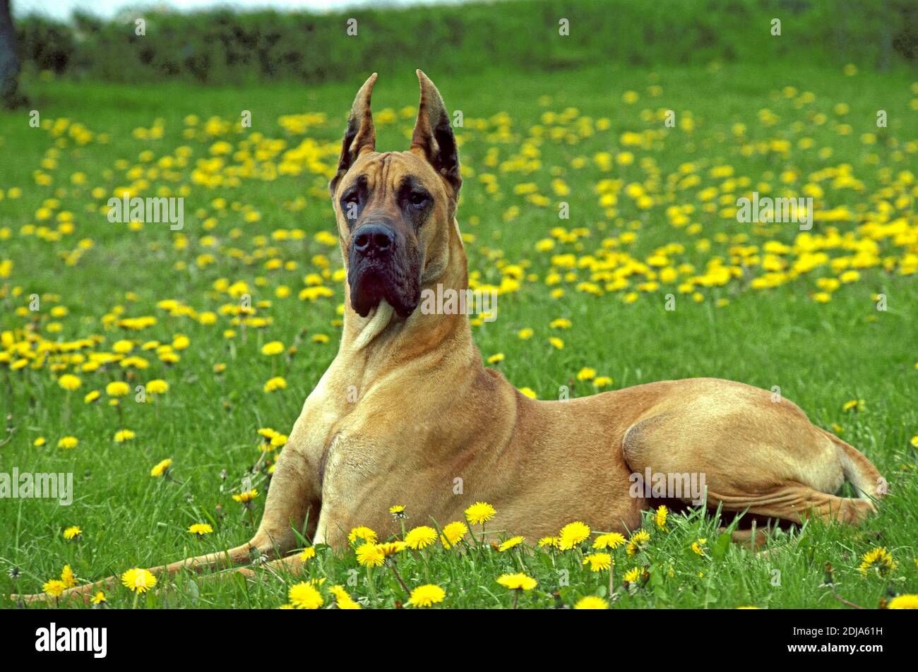 Great Dane or German Mastiff laying in Dandelion's Flowers, (Old ...