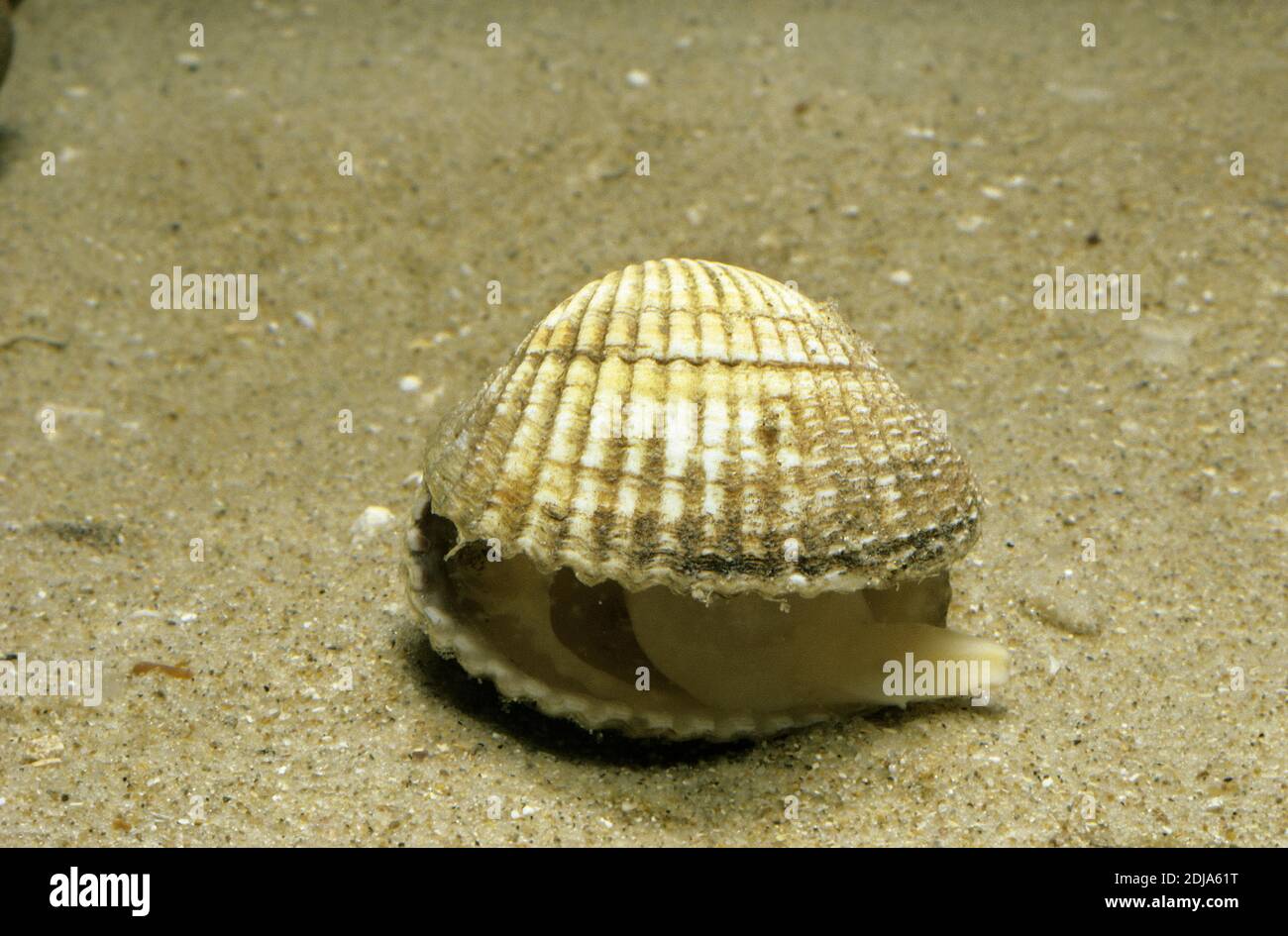 Common Cockle, cerastoderma edule Stock Photo - Alamy