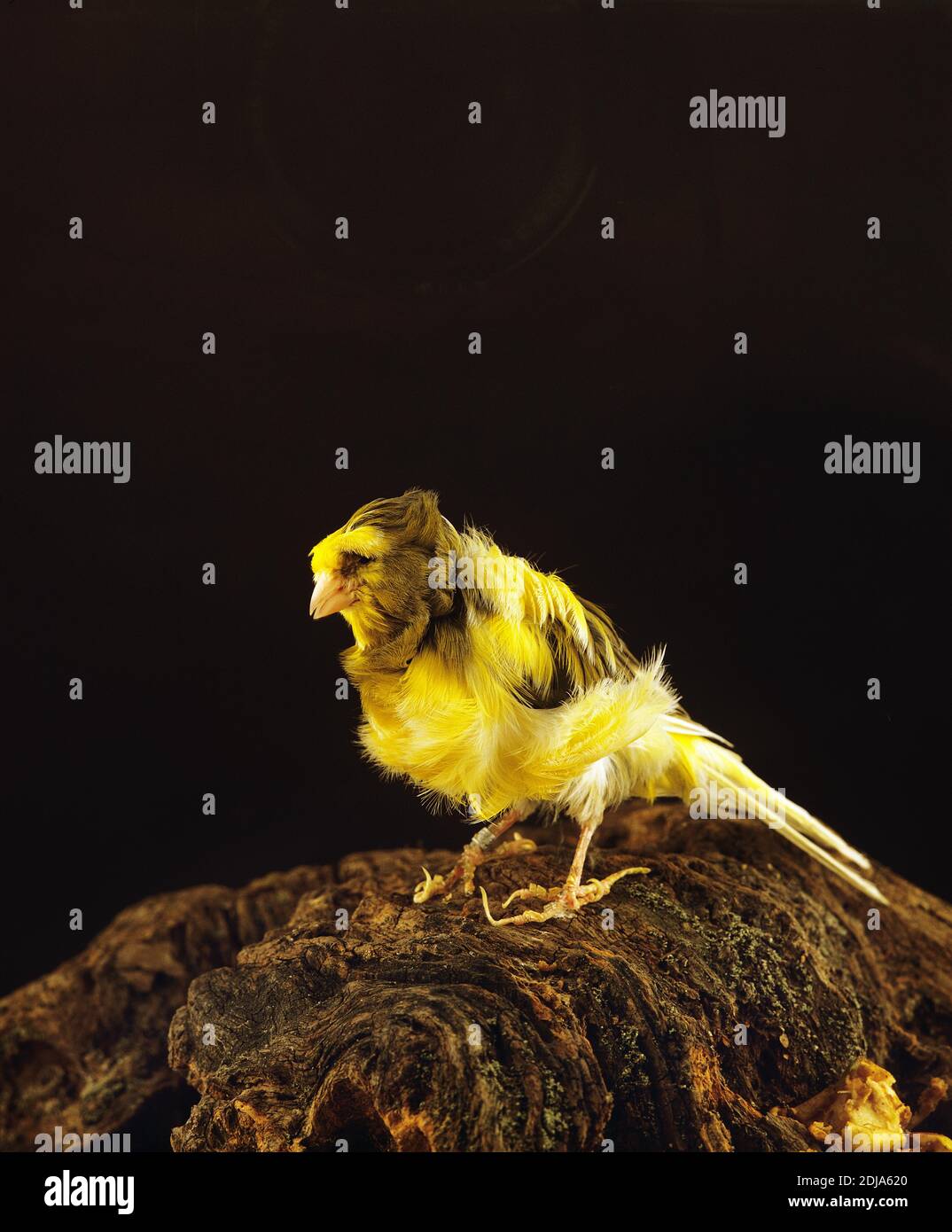 Parisian Frilled Canary, serinus canaria, Adult Stock Photo - Alamy