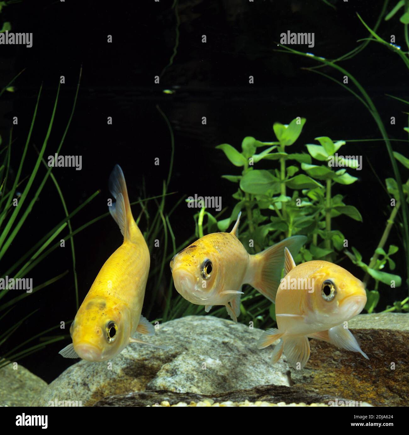Golden orfe hi-res stock photography and images - Alamy
