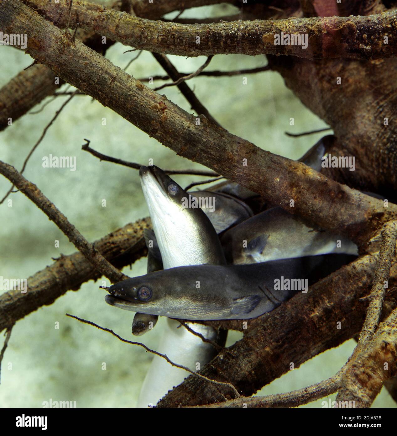 Common eel hi-res stock photography and images - Alamy