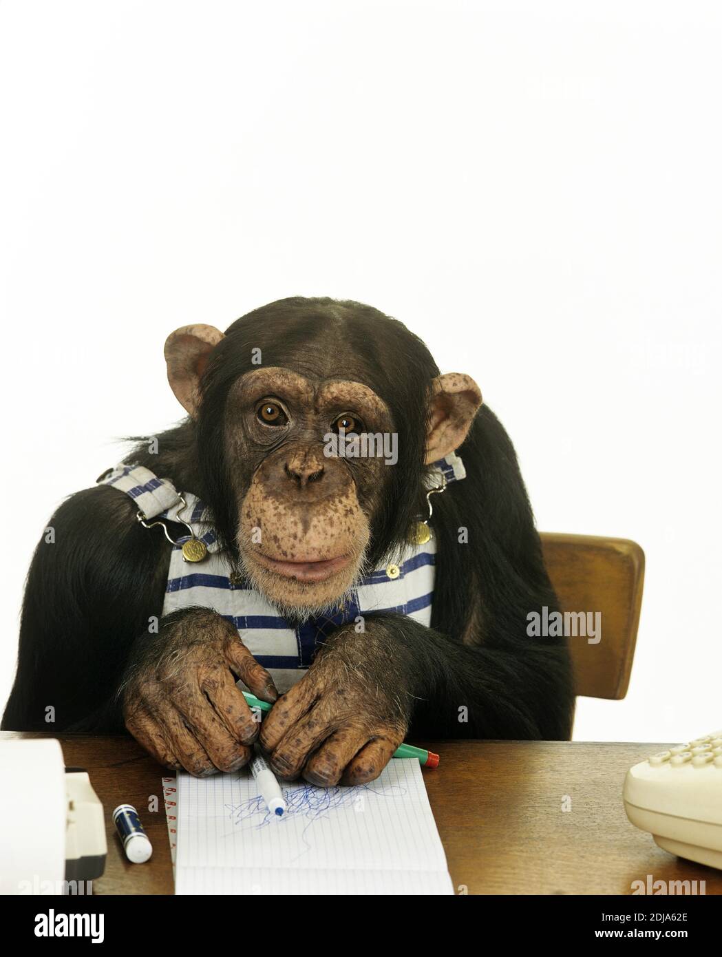Chimpanzee, pan troglodytes, Disguised Monkey Drawing Stock Photo - Alamy