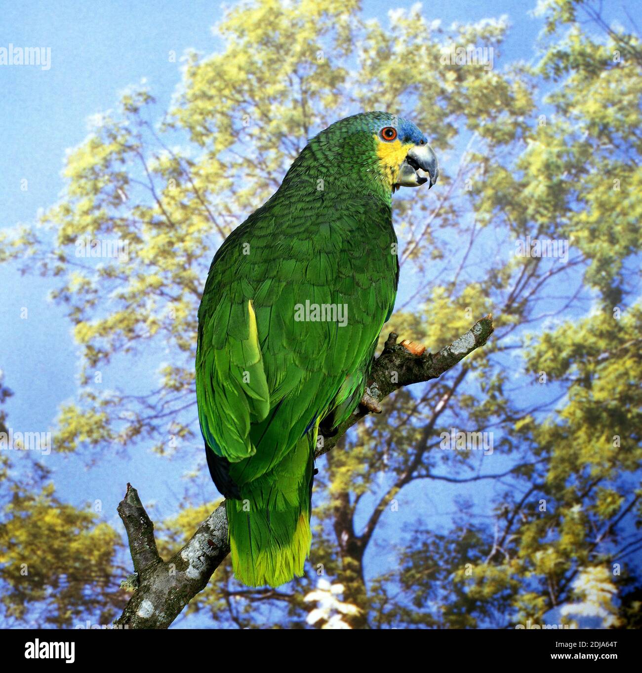 Orange-Winged Parrot, amazona amazonica, Adult standing on Branch Stock ...