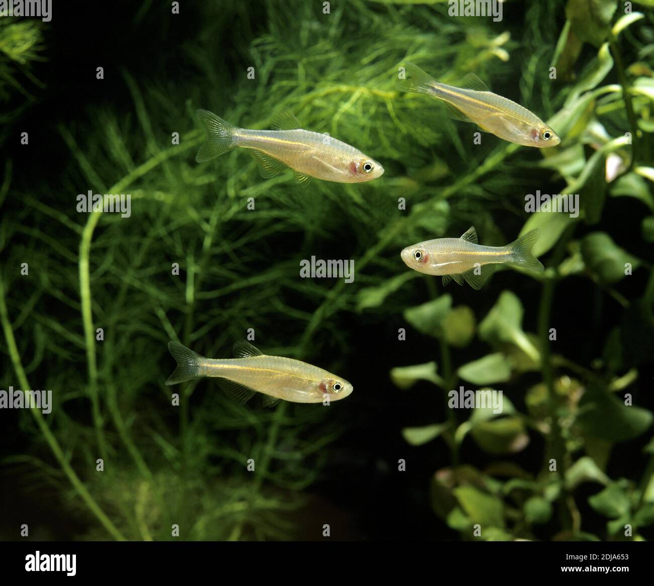 Pearl Danio, brachydanio albolineatus Stock Photo - Alamy