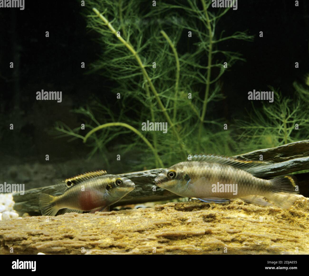 Kribensis Cichlid, pelmatochromis kribensis Stock Photo - Alamy