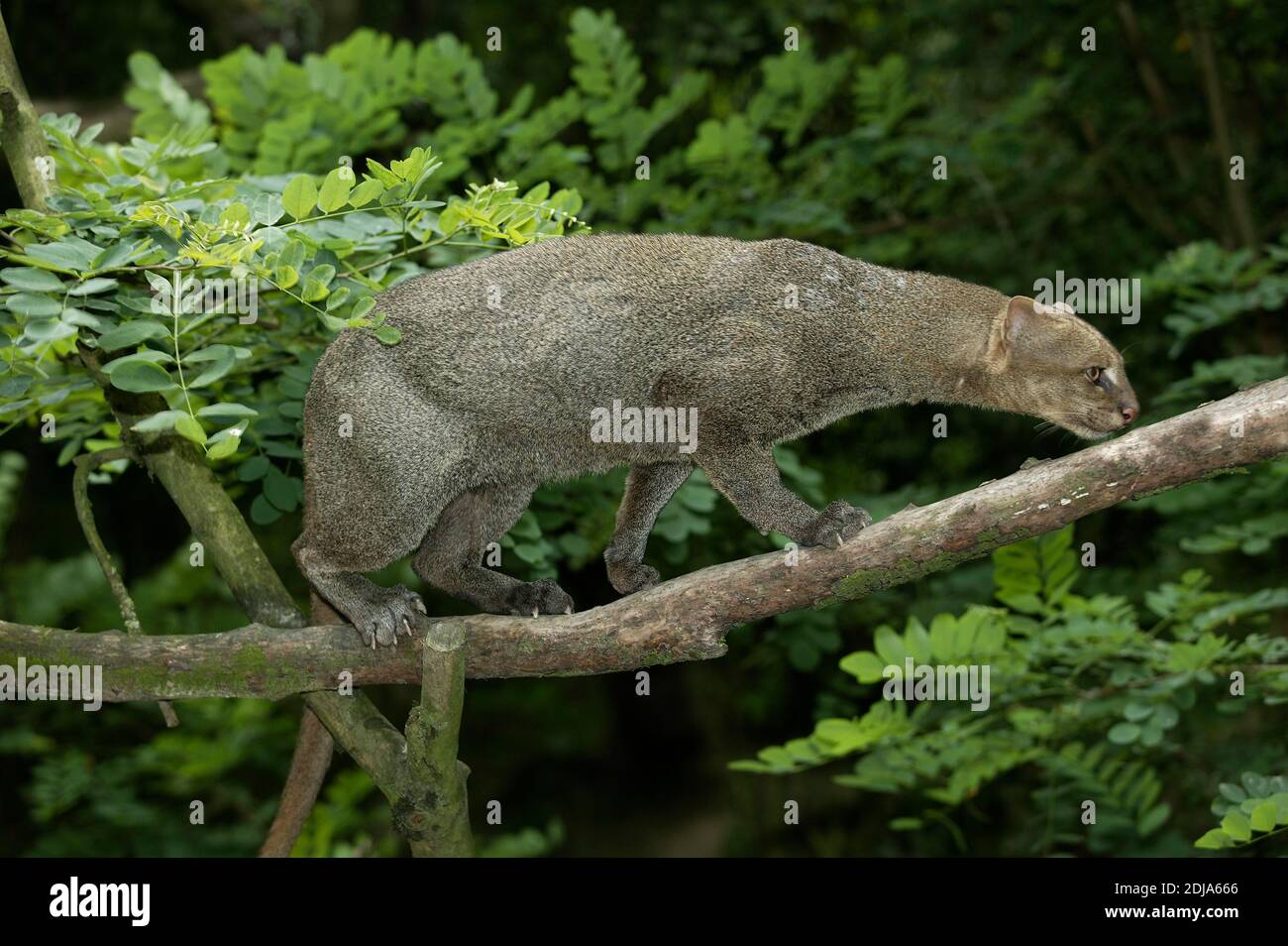 Jaguarundi, herpailurus yaguarondi, Adult standing on Branch Stock ...