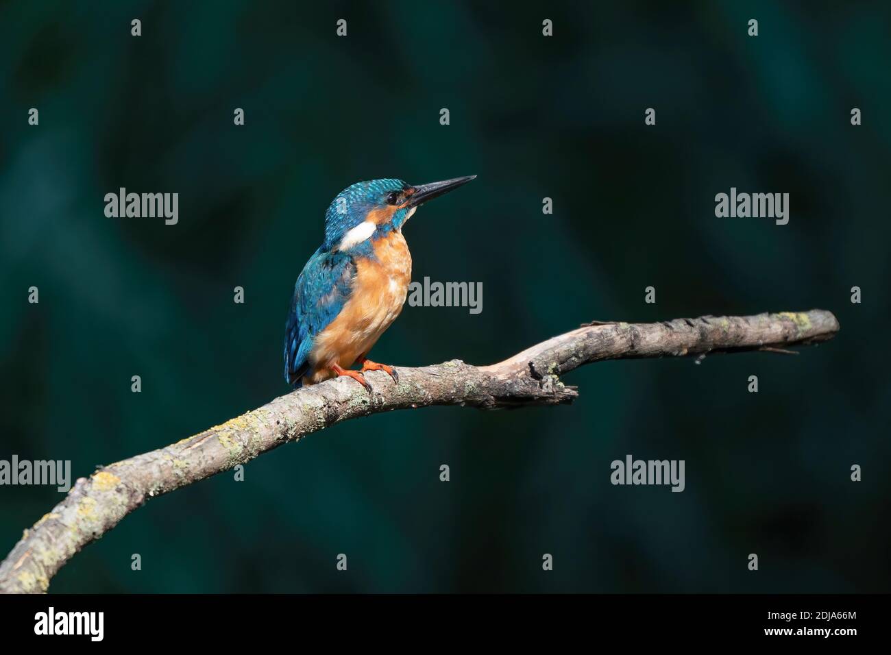 Colorful blue Kingfisher bird, male Common Kingfisher (Alcedo atthis ...