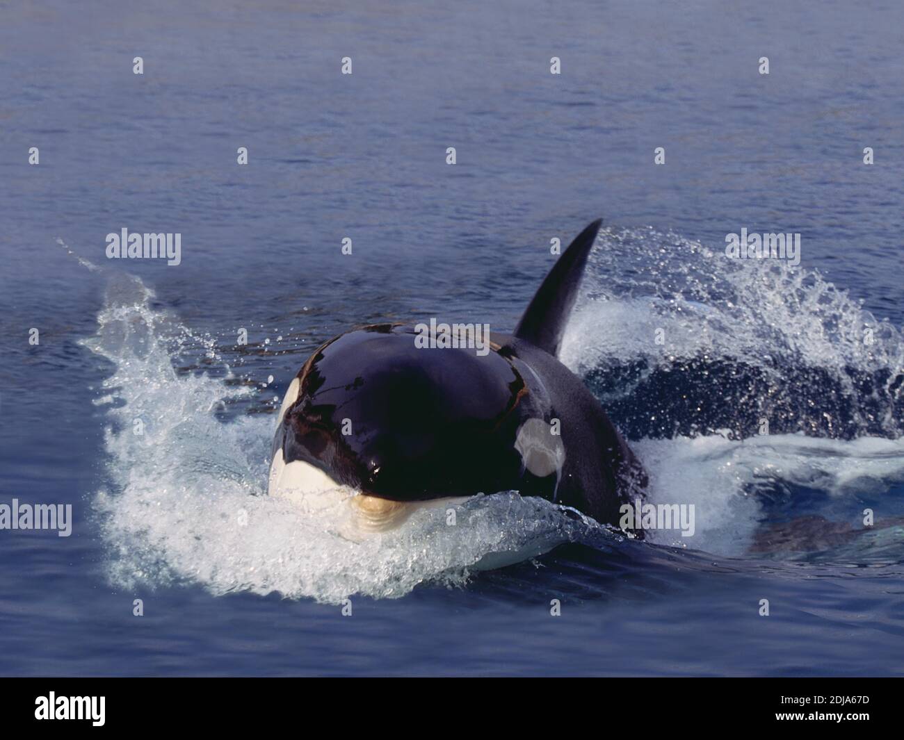 Killer Whale, orcinus orca, Adult Leaping, Canada Stock Photo - Alamy