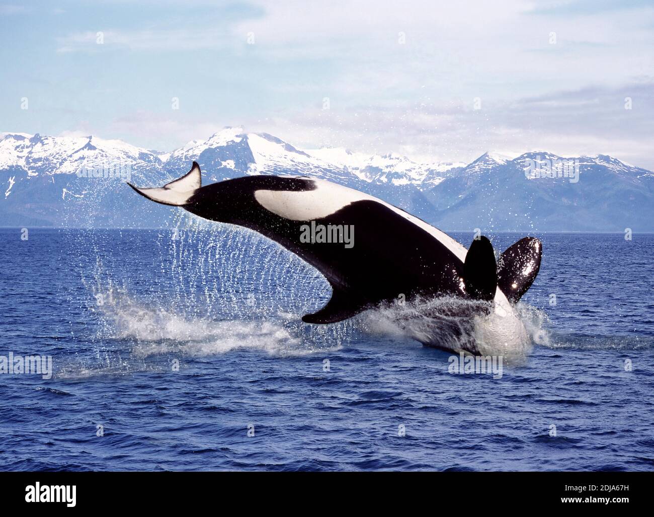 Killer Whale, orcinus orca, Adult Leaping, Canada Stock Photo - Alamy